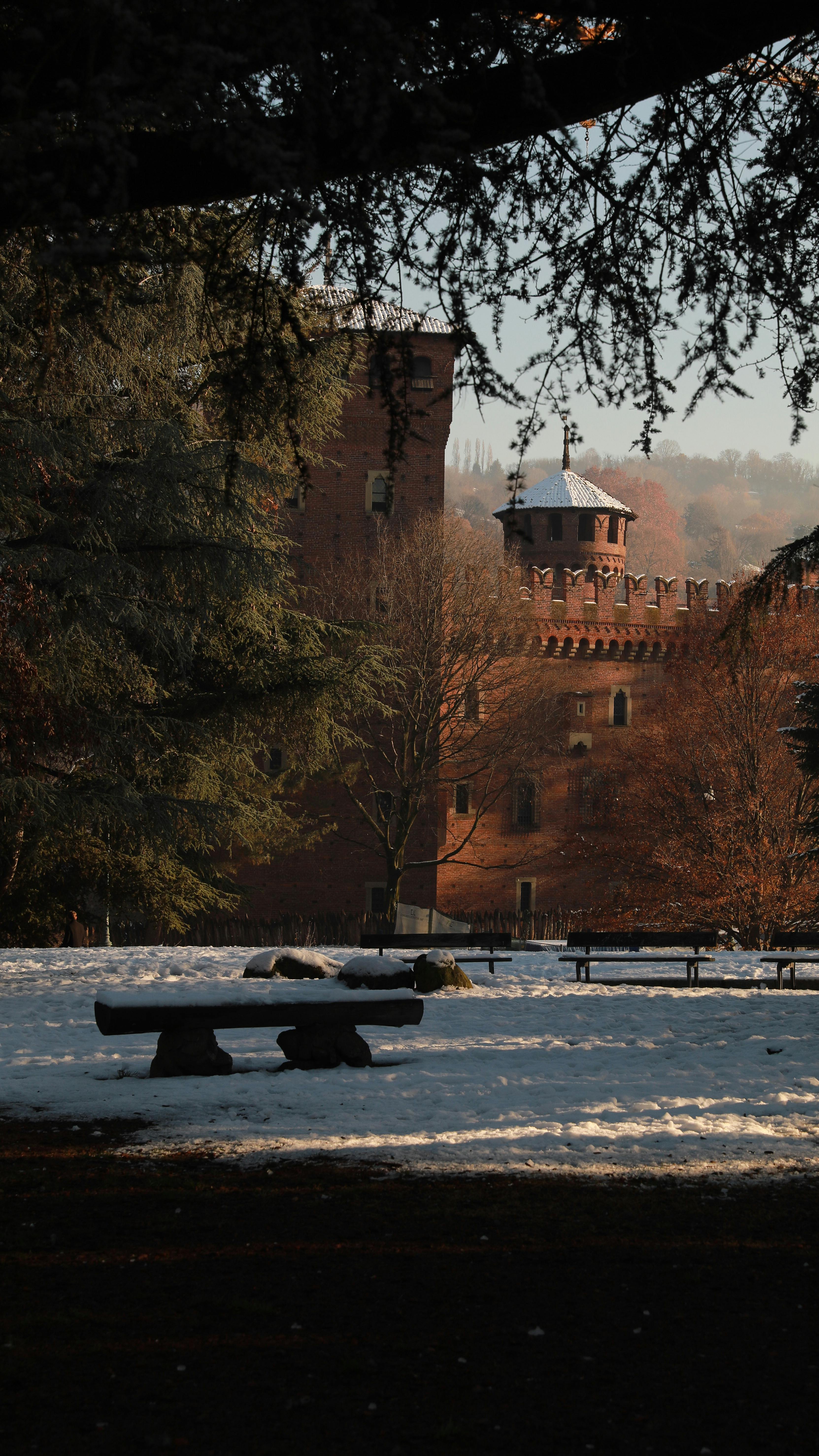 Hyperion Tree Photos, Download The BEST Free Hyperion Tree Stock Photos ...