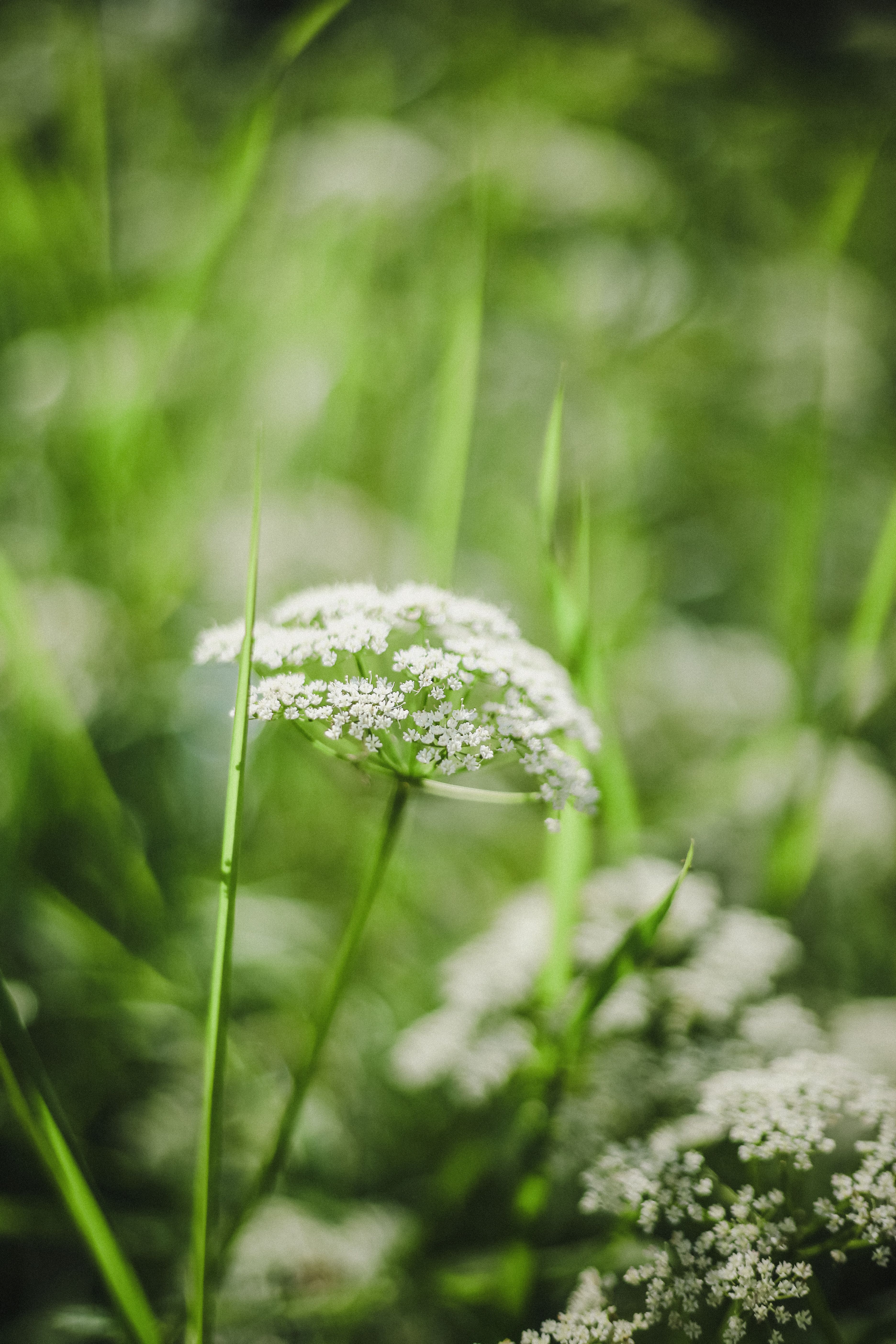 Snow Parsley Photos, Download The BEST Free Snow Parsley Stock Photos ...