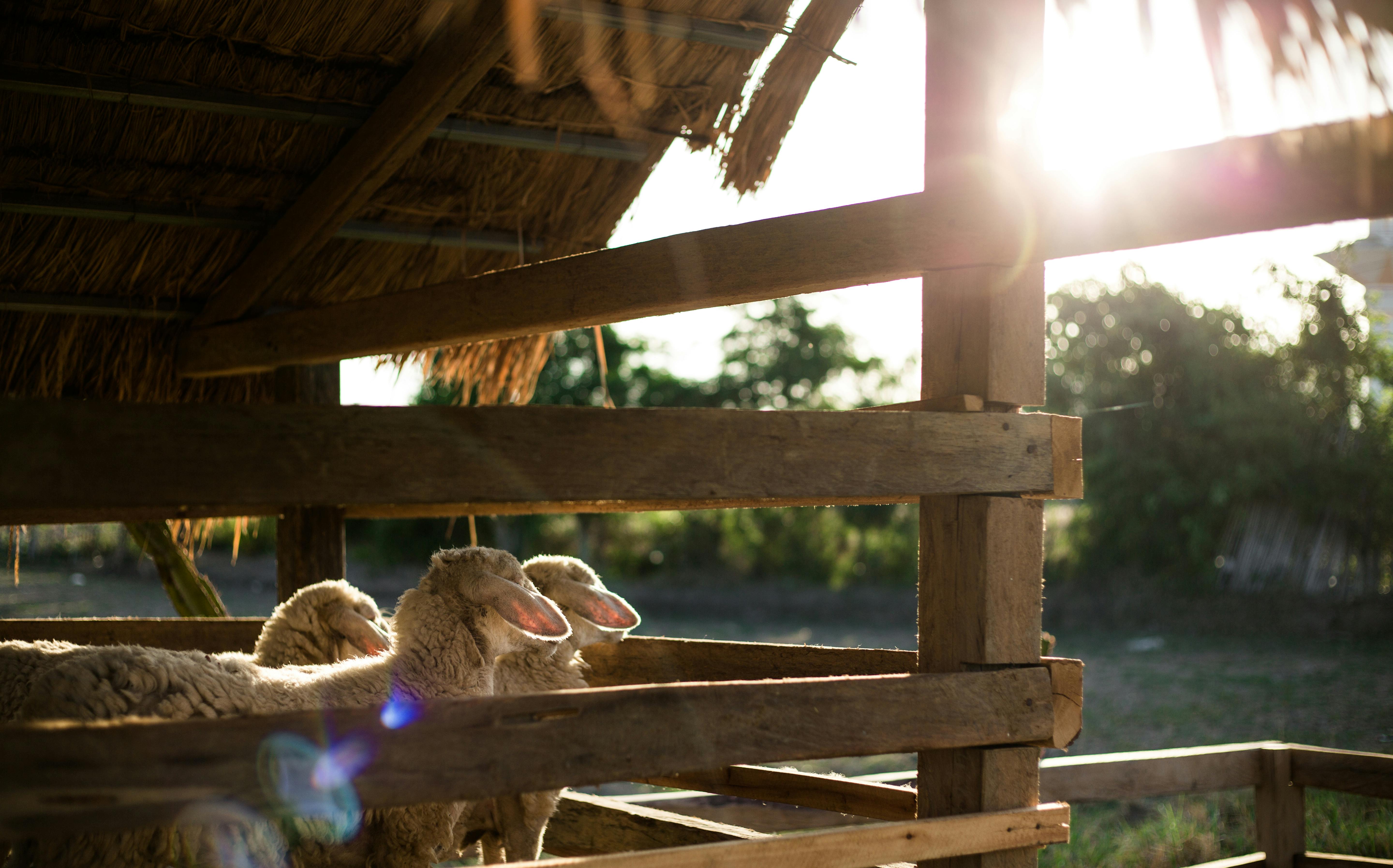 Sheep on a Wooden Cage · Free Stock Photo