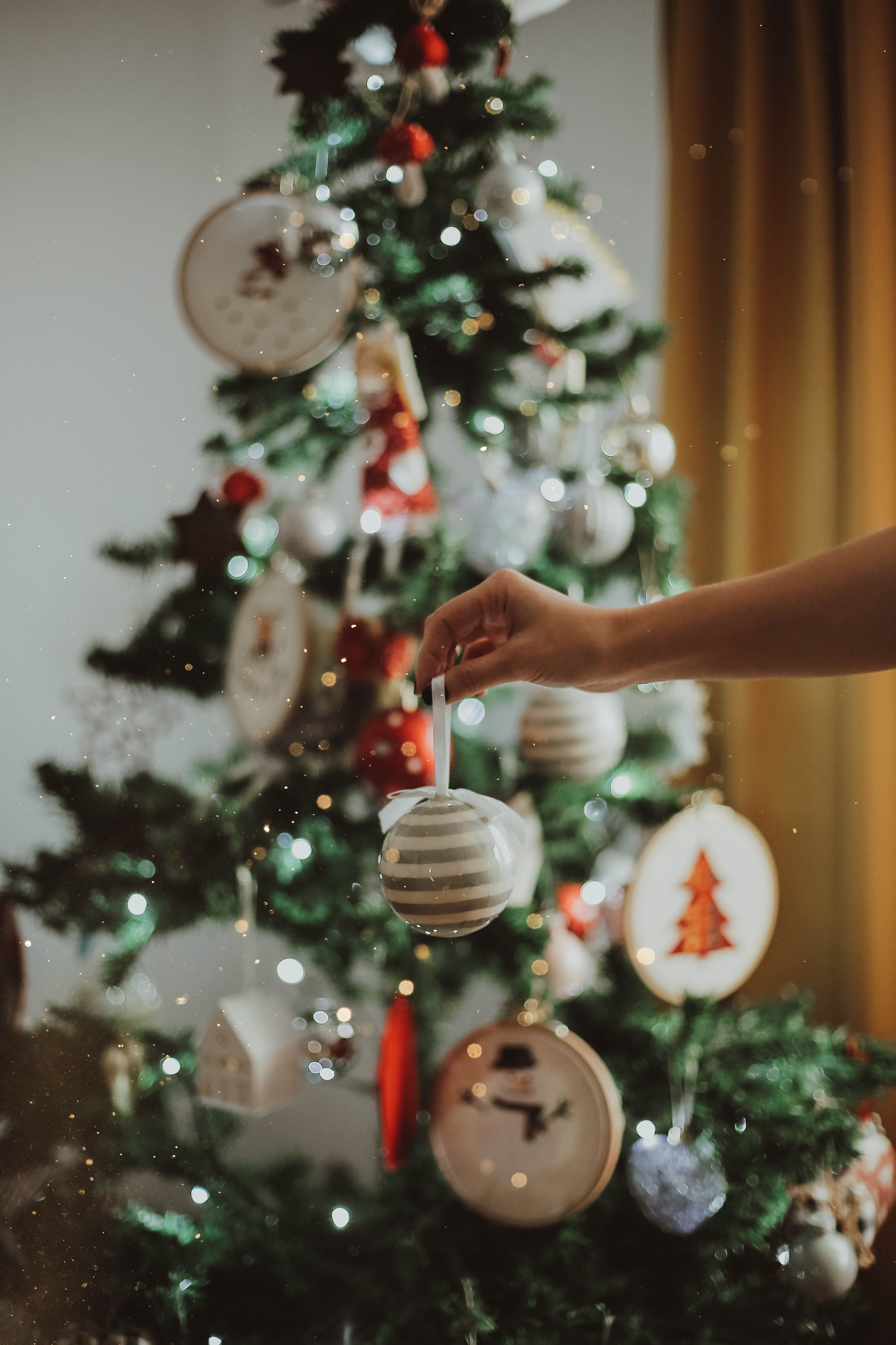 Canon Ball Tree Photos, Download The BEST Free Canon Ball Tree Stock ...
