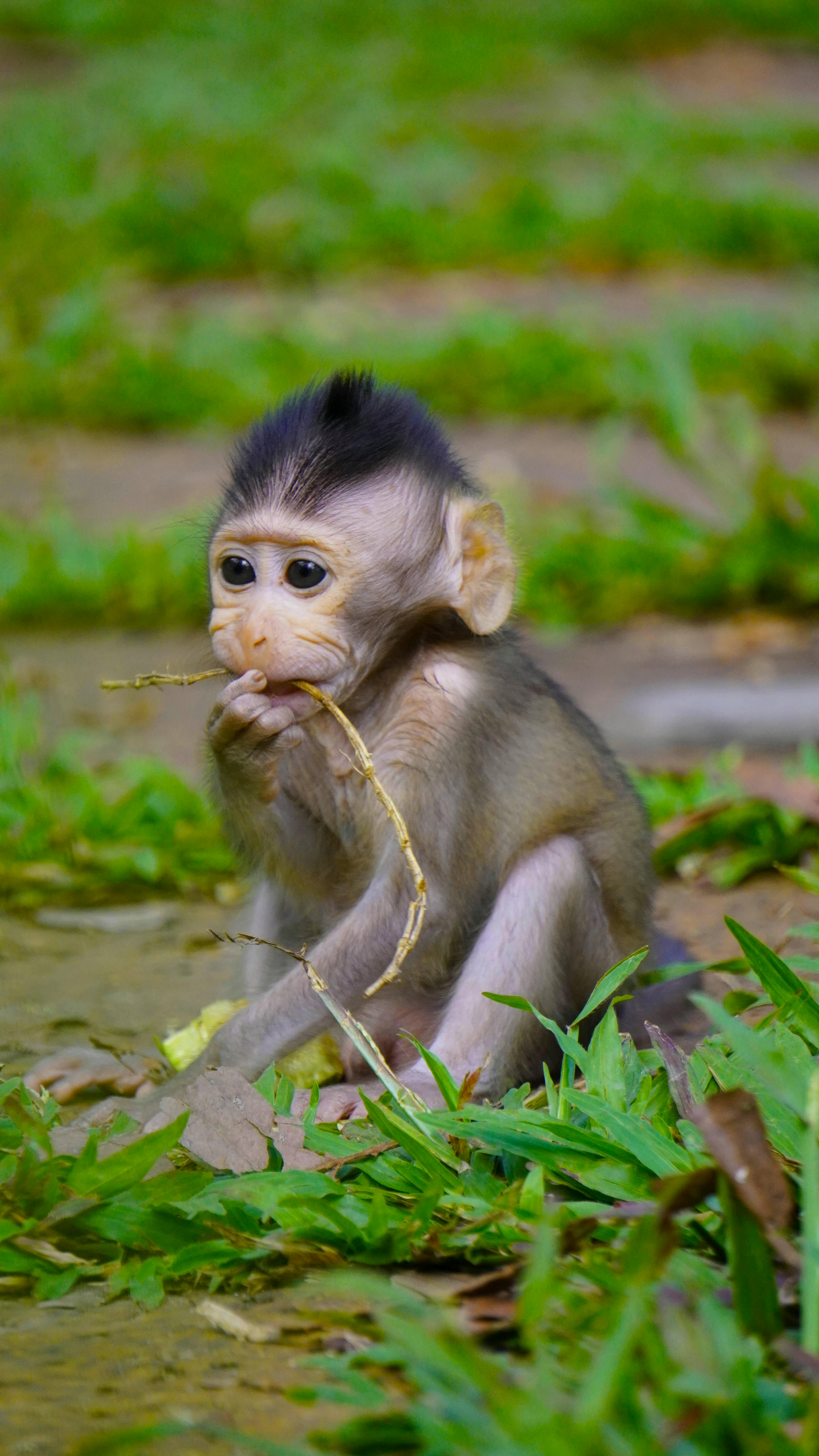 Holding Leaf Monkey Looking Up · Free Stock Photo