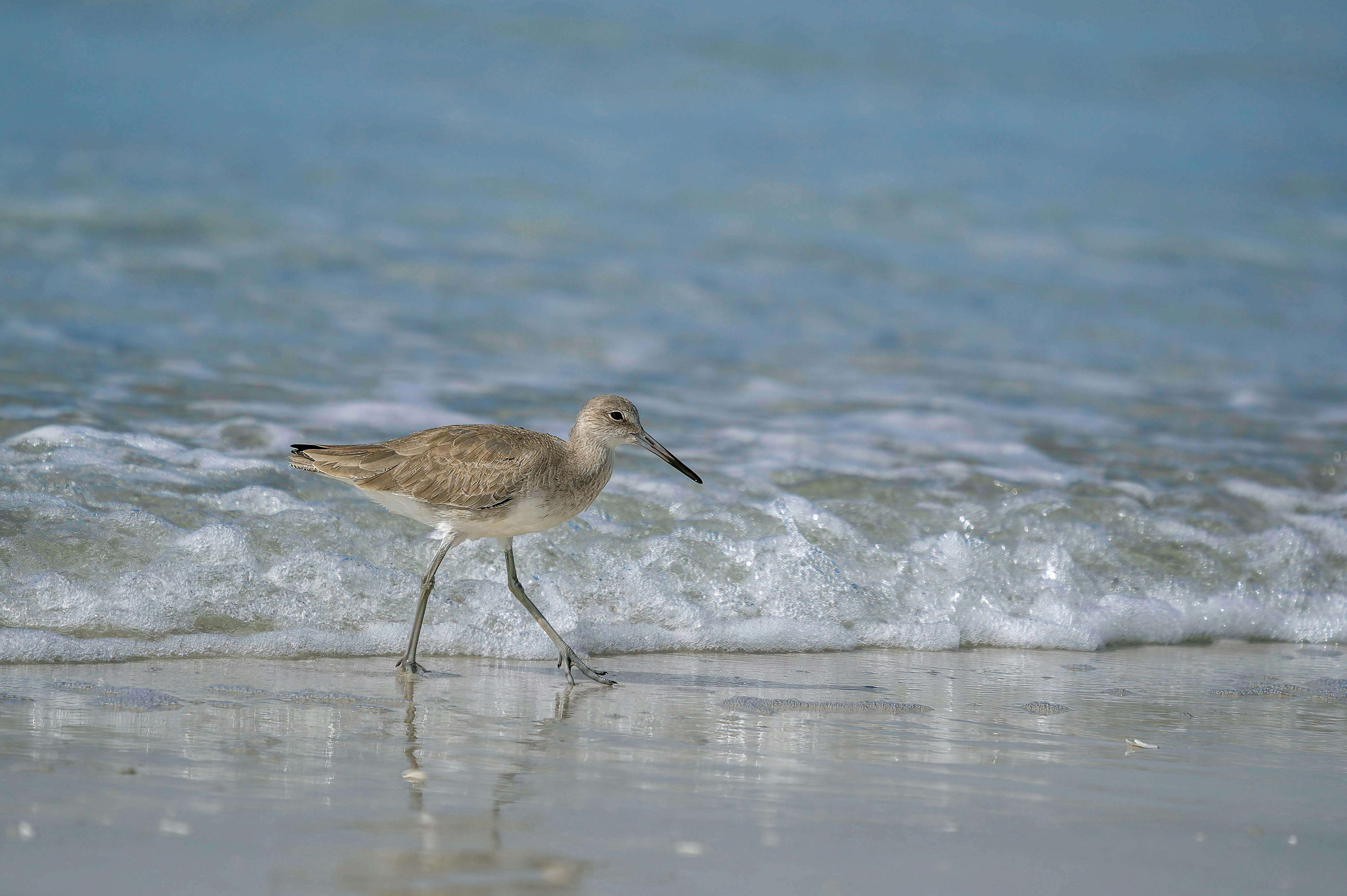 Willet Bird Walking on Beach · Free Stock Photo