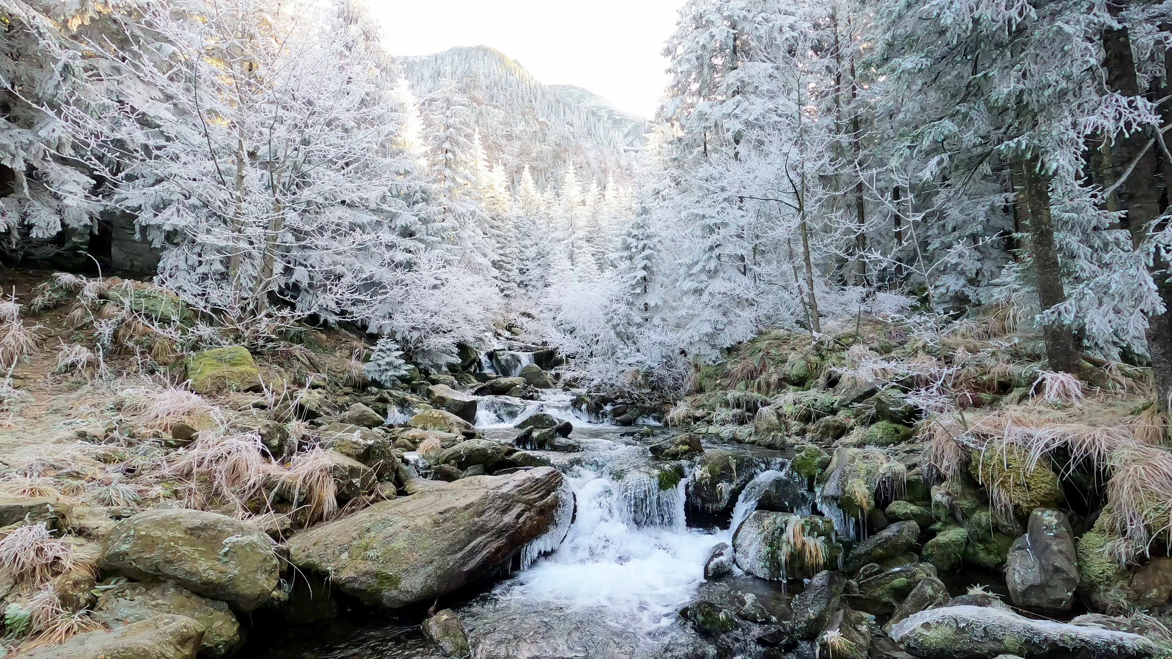 Woodland Stream Covered With Snow · Free Stock Photo