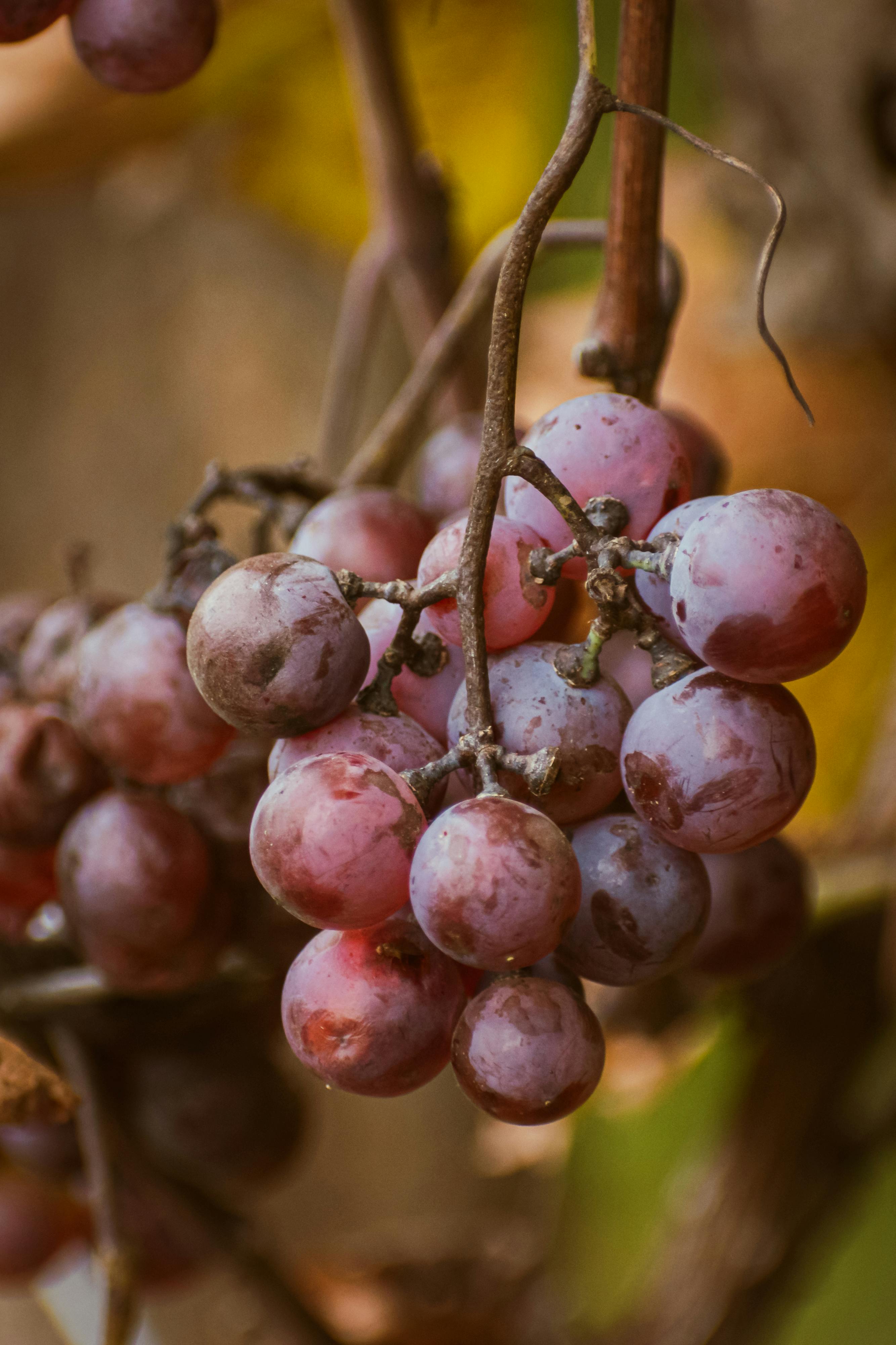 Fruit Tree · Free Stock Photo