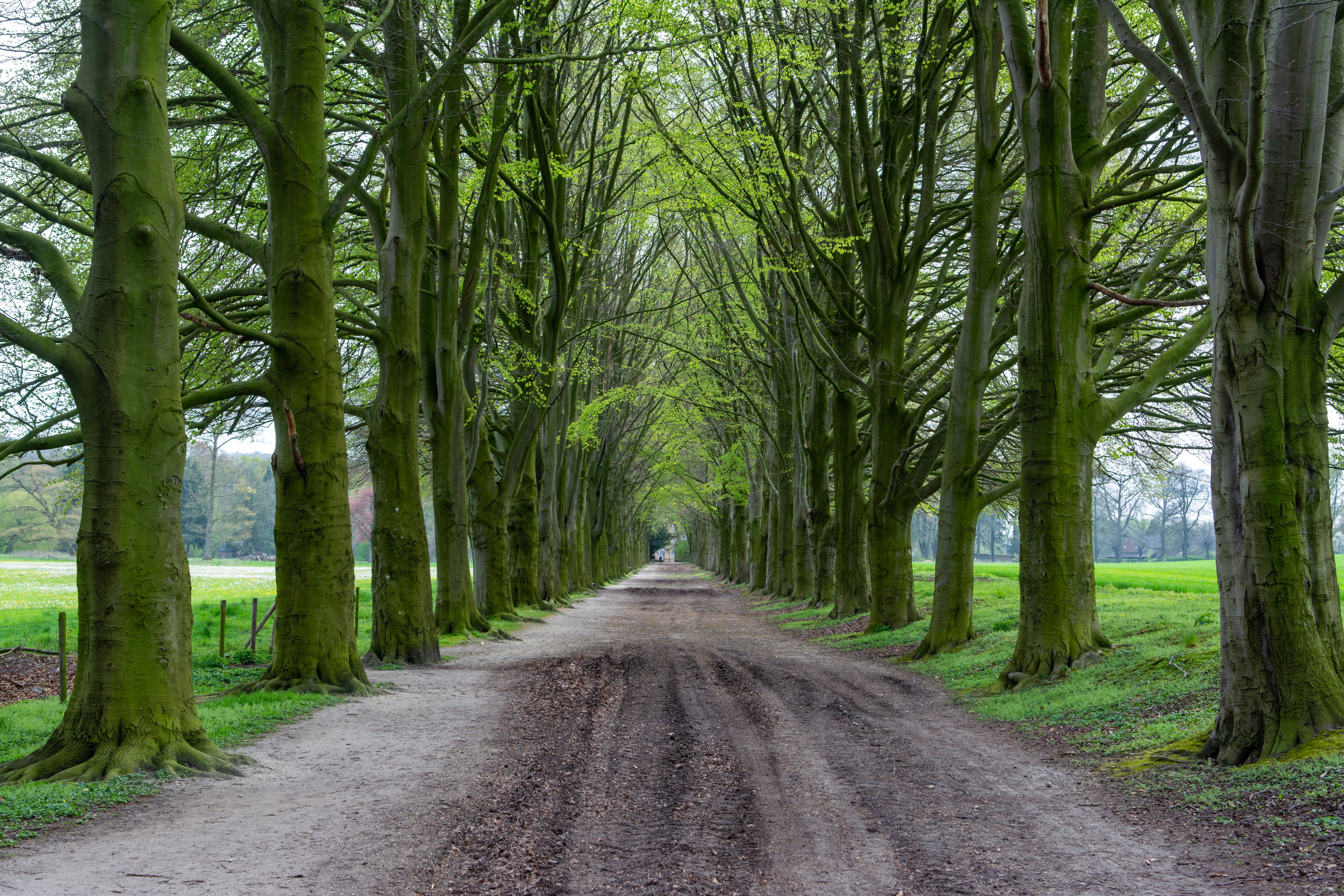 A Walkway Between Green Trees in a Park · Free Stock Photo