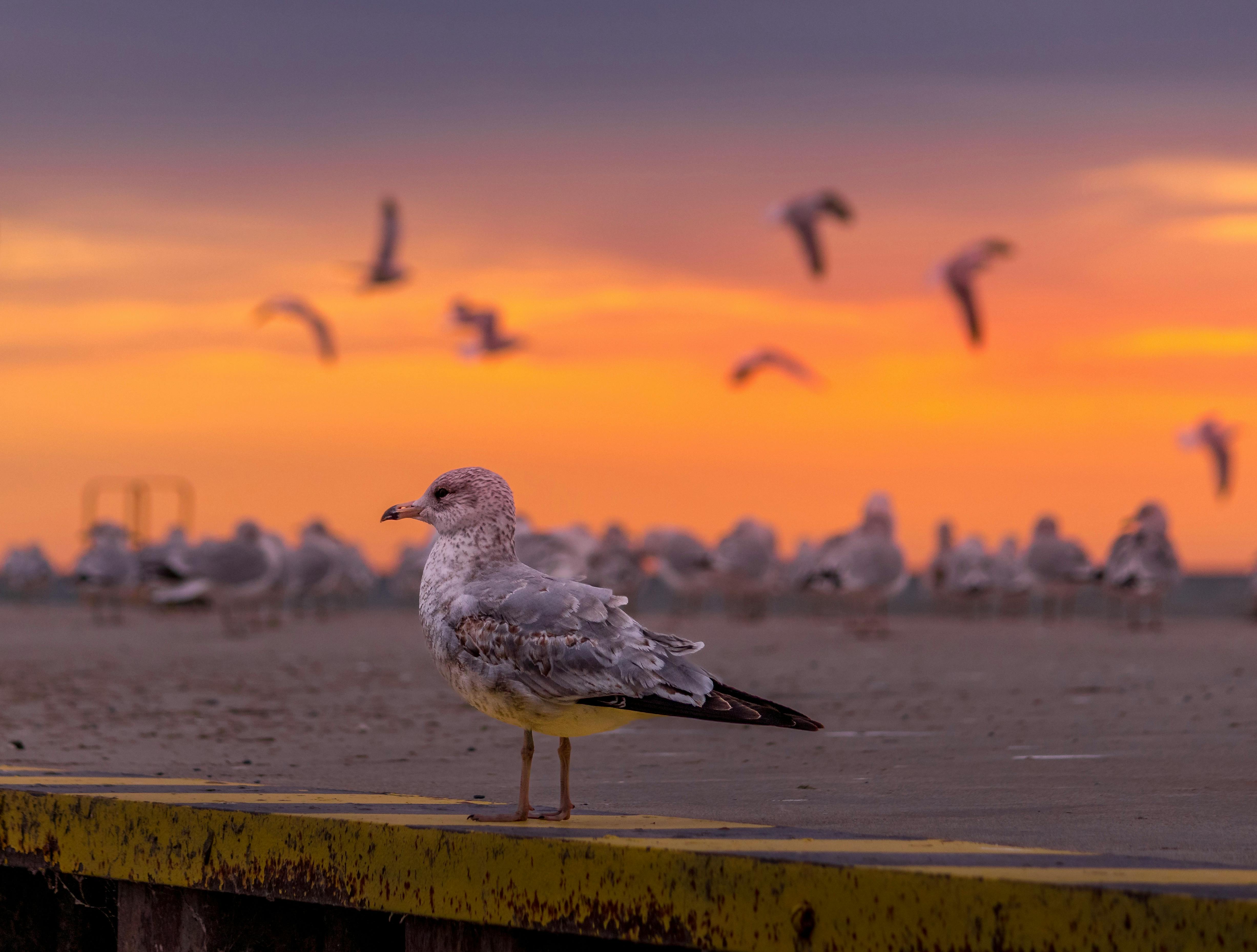 Seagull at Dusk · Free Stock Photo