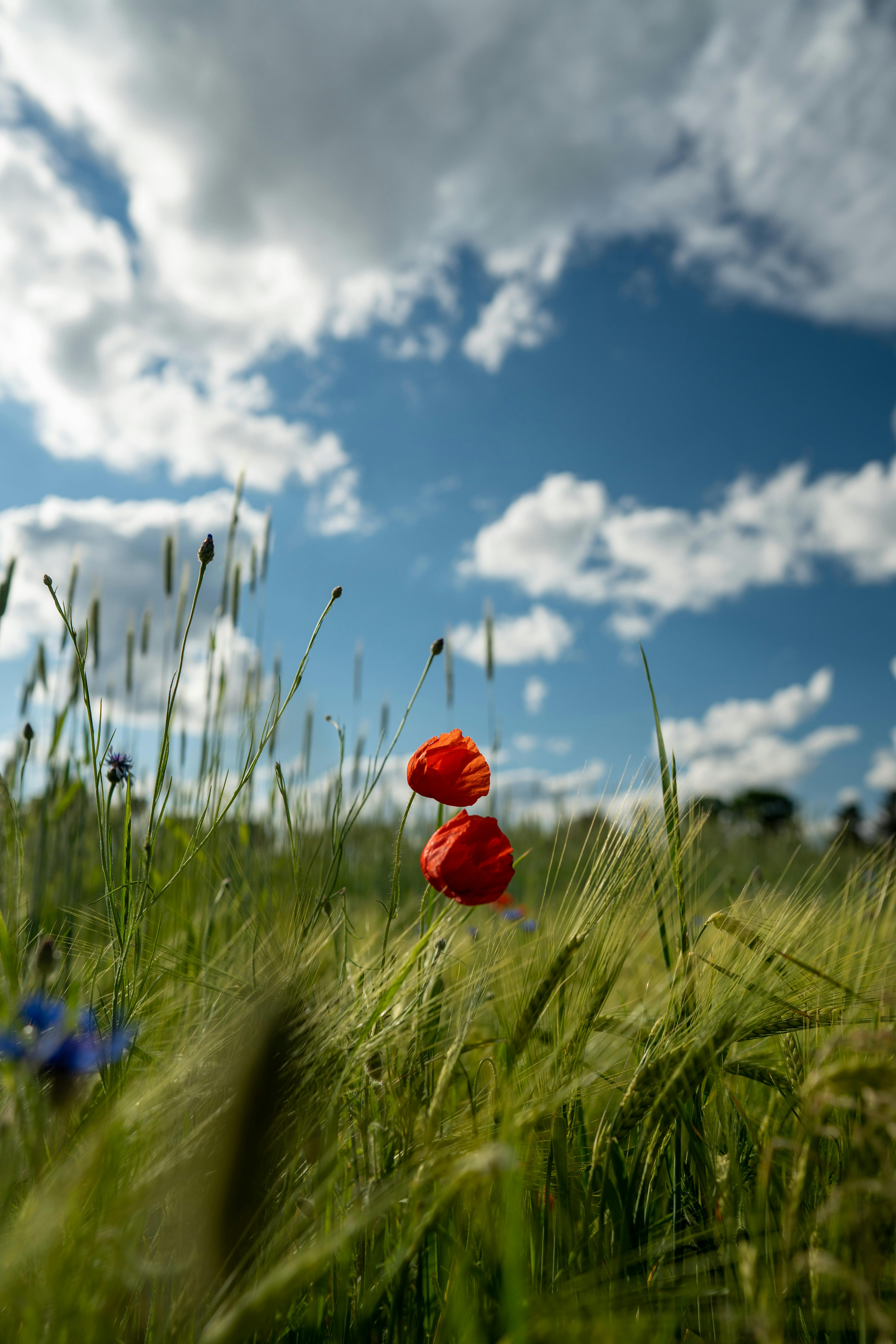 Poppies Growing in Field · Free Stock Photo