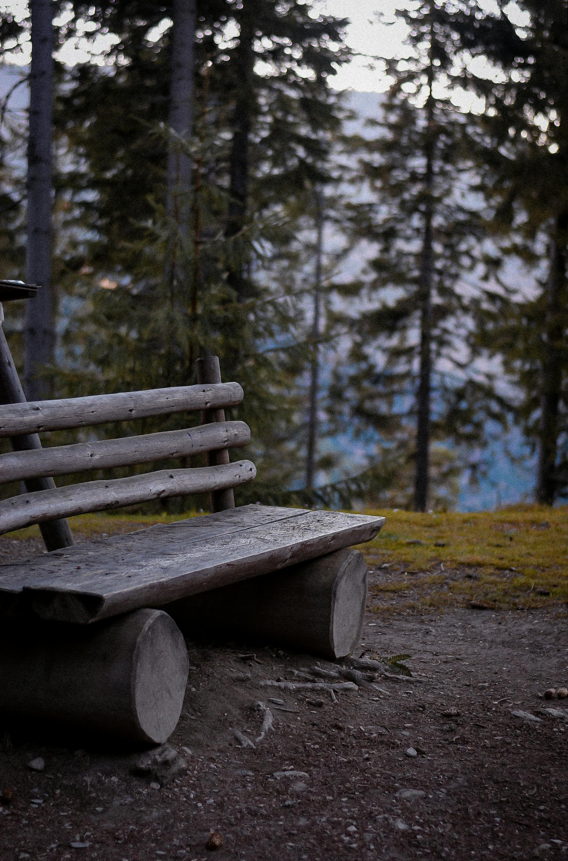 Wooden Bench in Forest · Free Stock Photo
