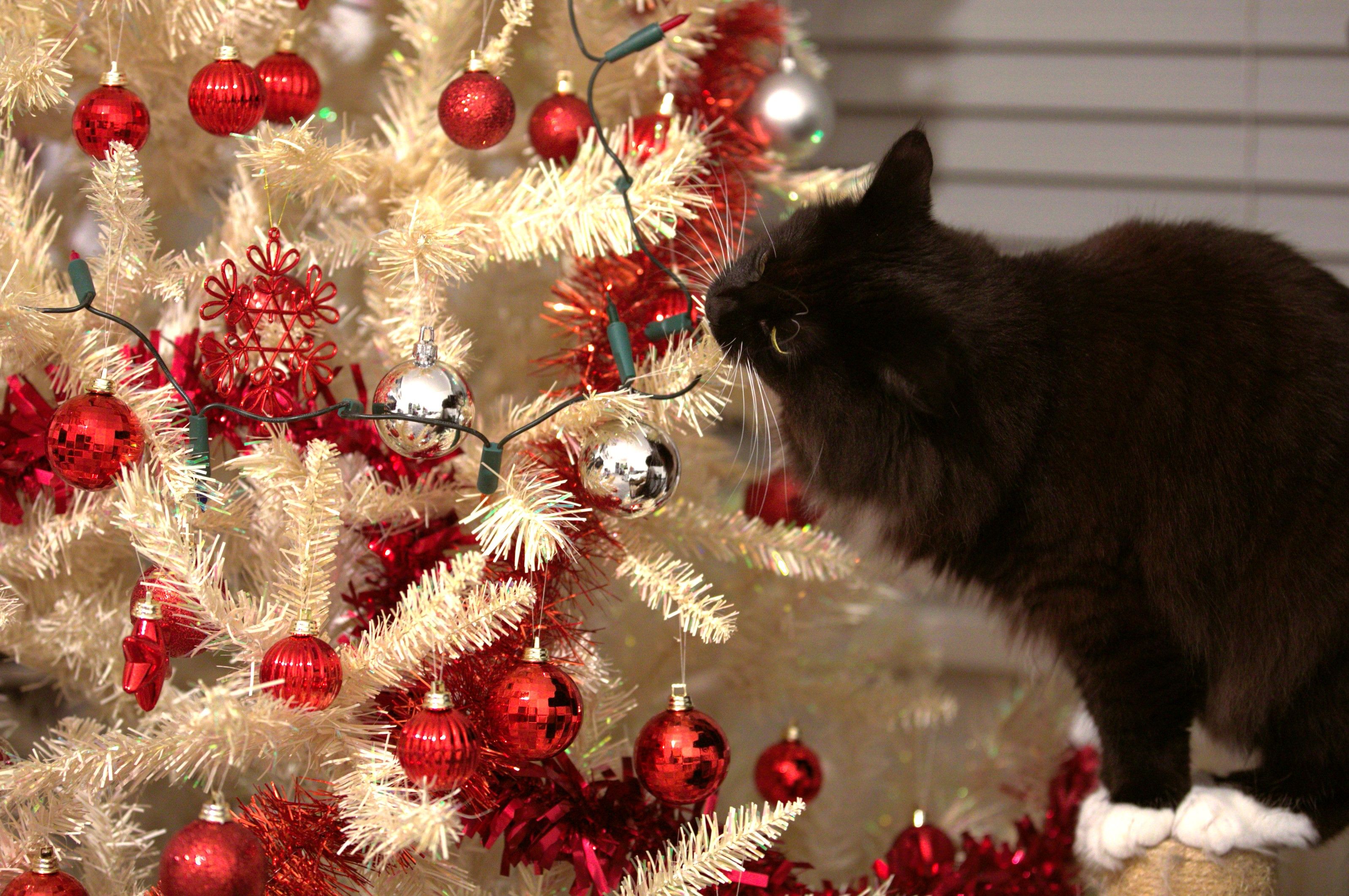 Cat' portfolio_024 · Free Stock Photo