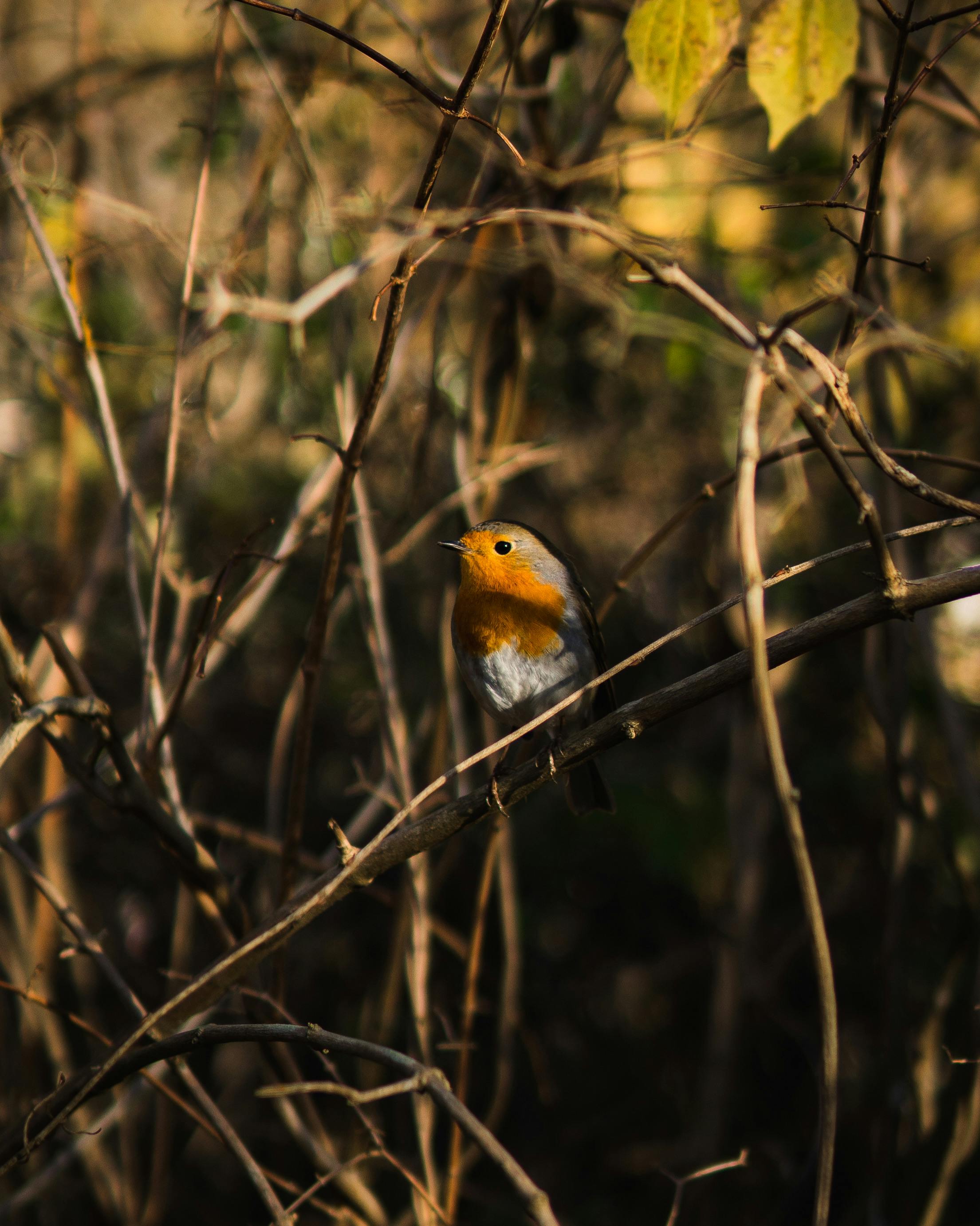 White-Bellied Kingfisher Bird Sitting on Tree Branch · Free Stock Photo