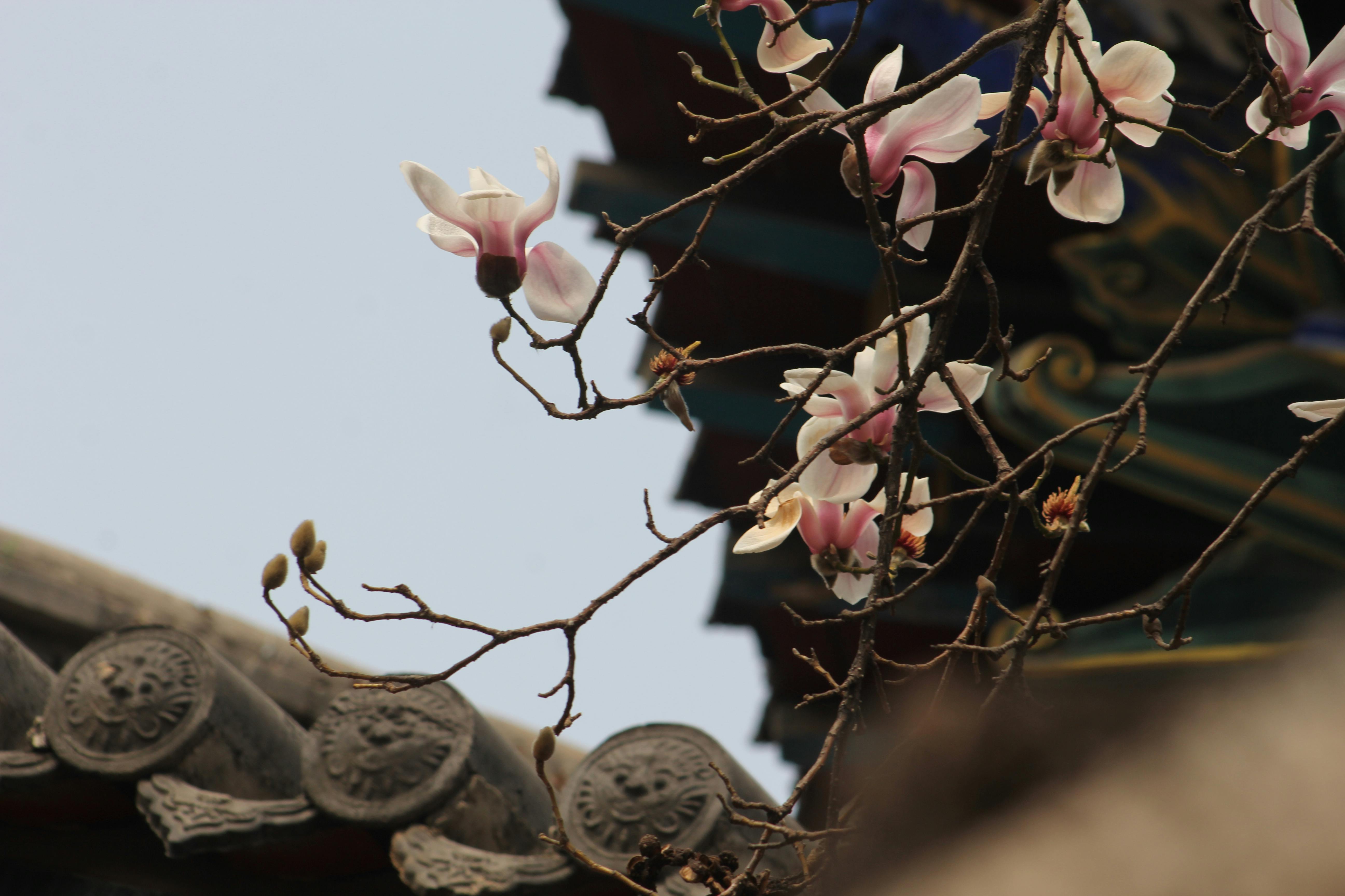 Xiaodong zhang - 攝影