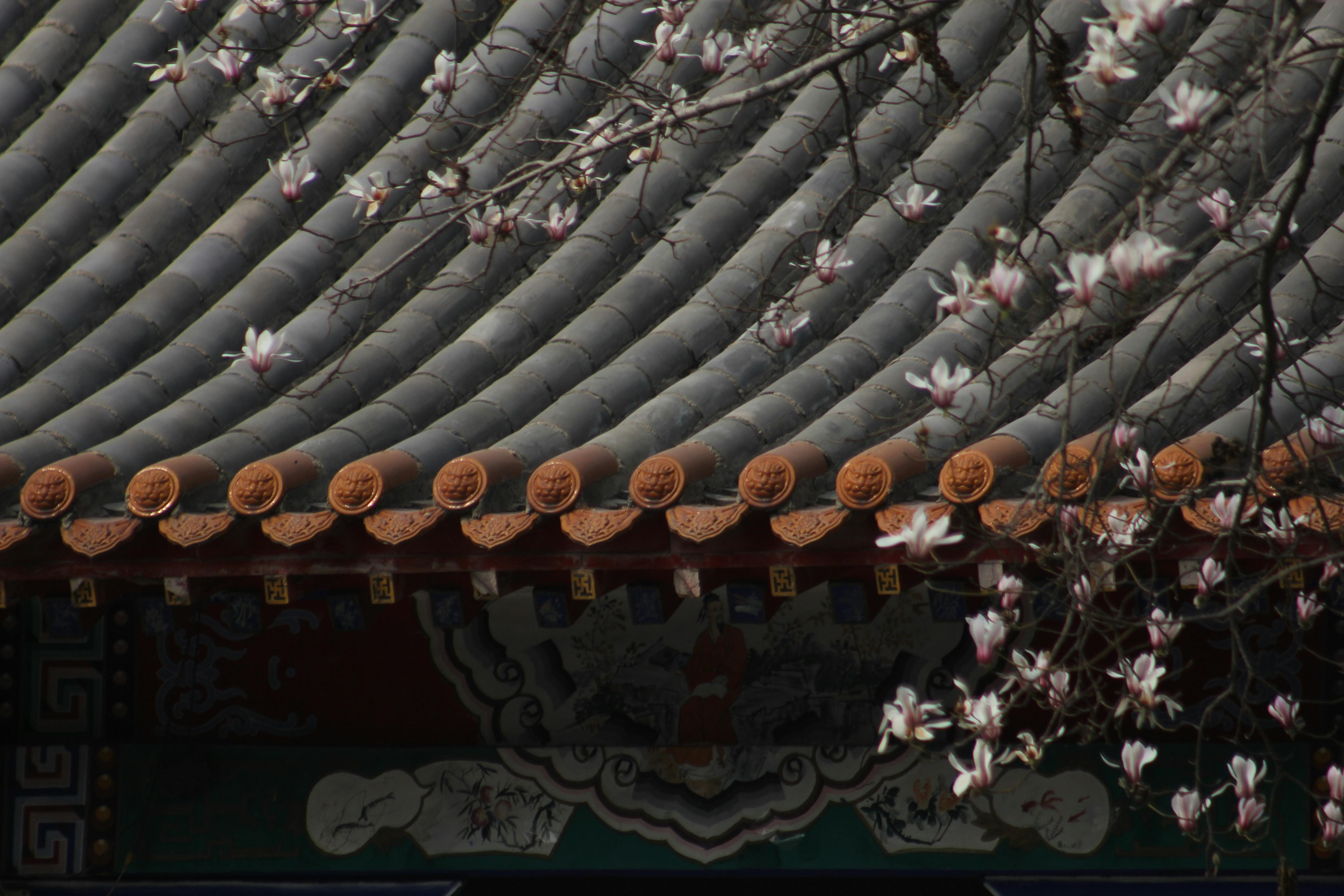 Xiaodong zhang - 攝影