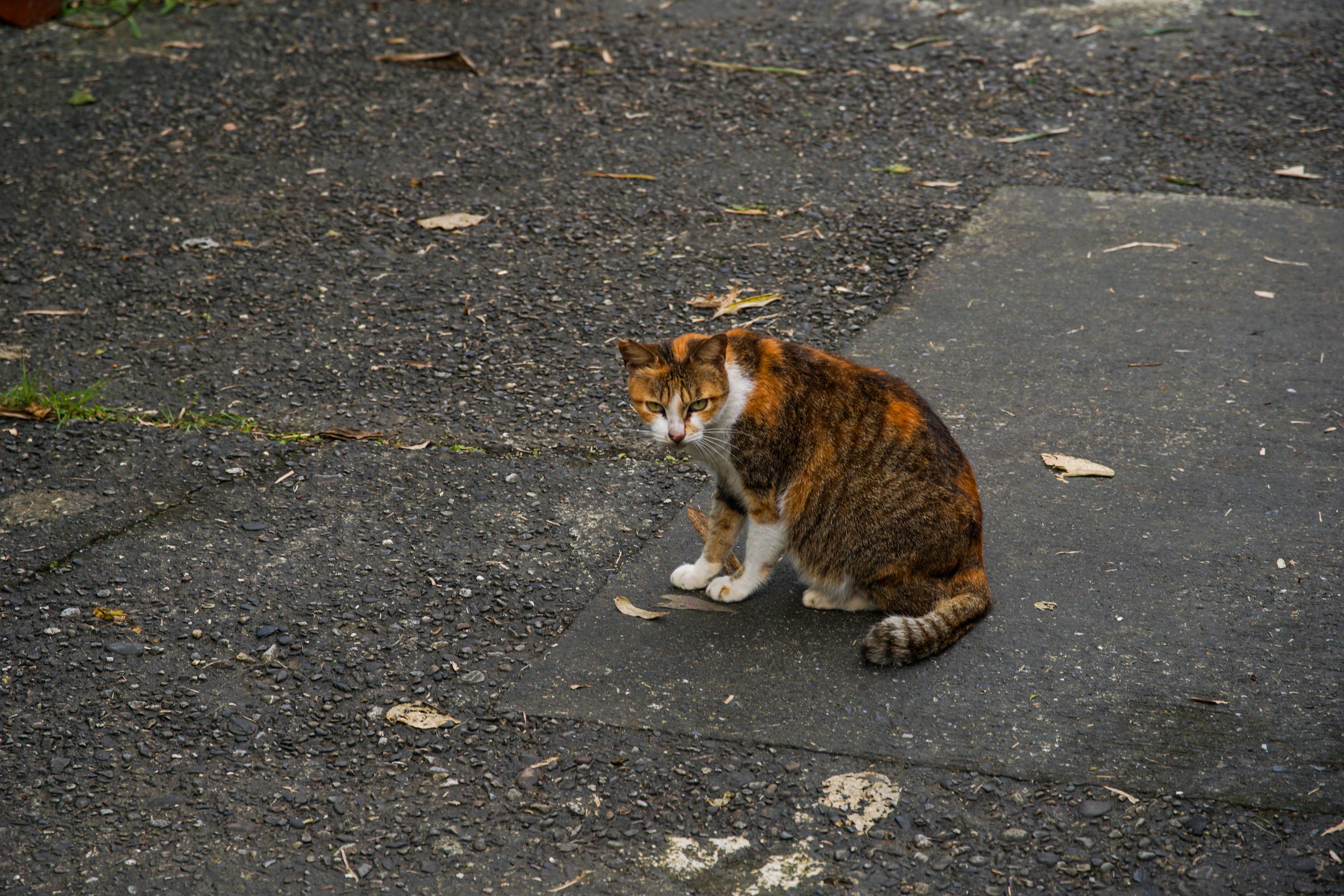 A Tabby Cat Sitting on the Street · Free Stock Photo