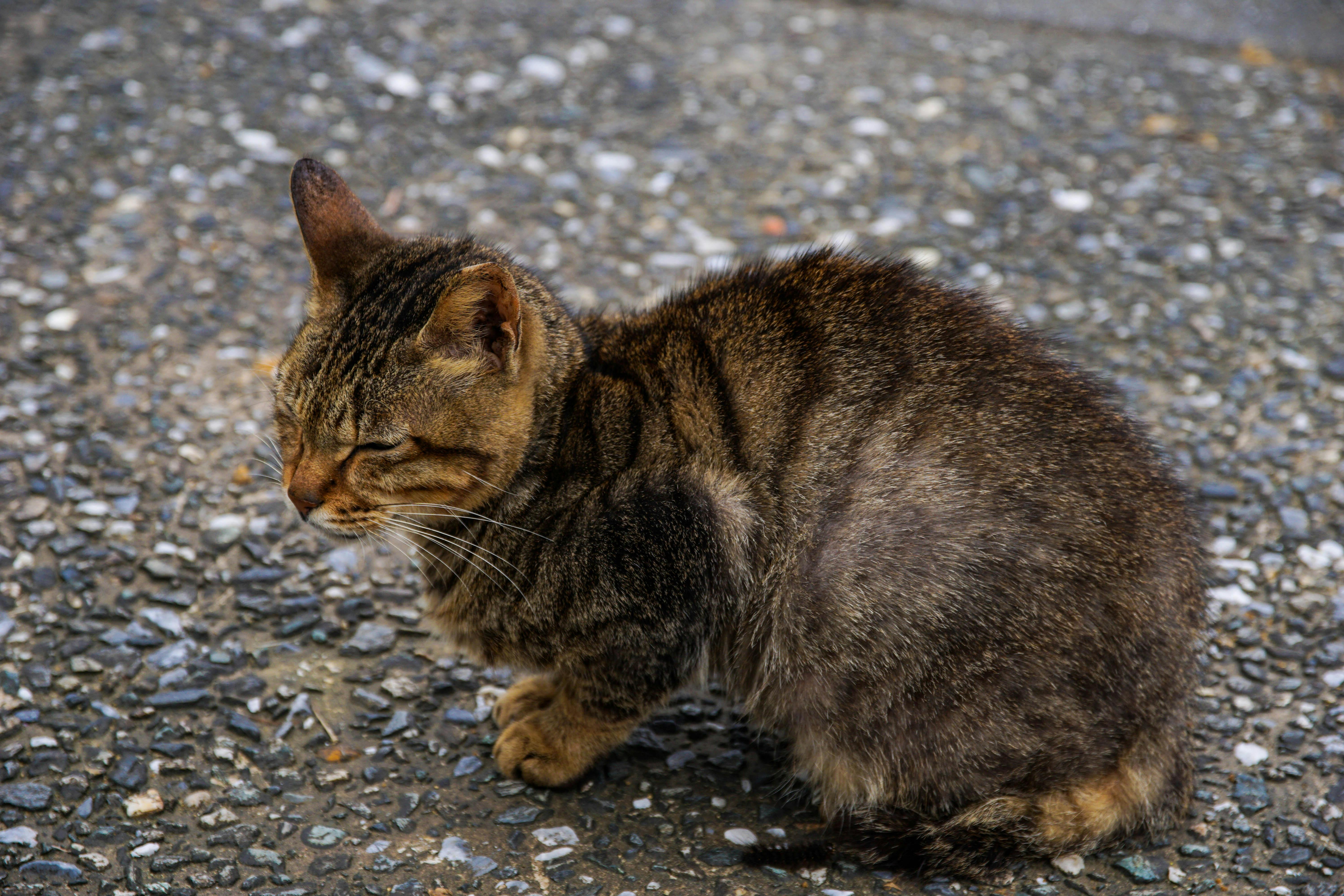 Cat Sitting on Ground · Free Stock Photo