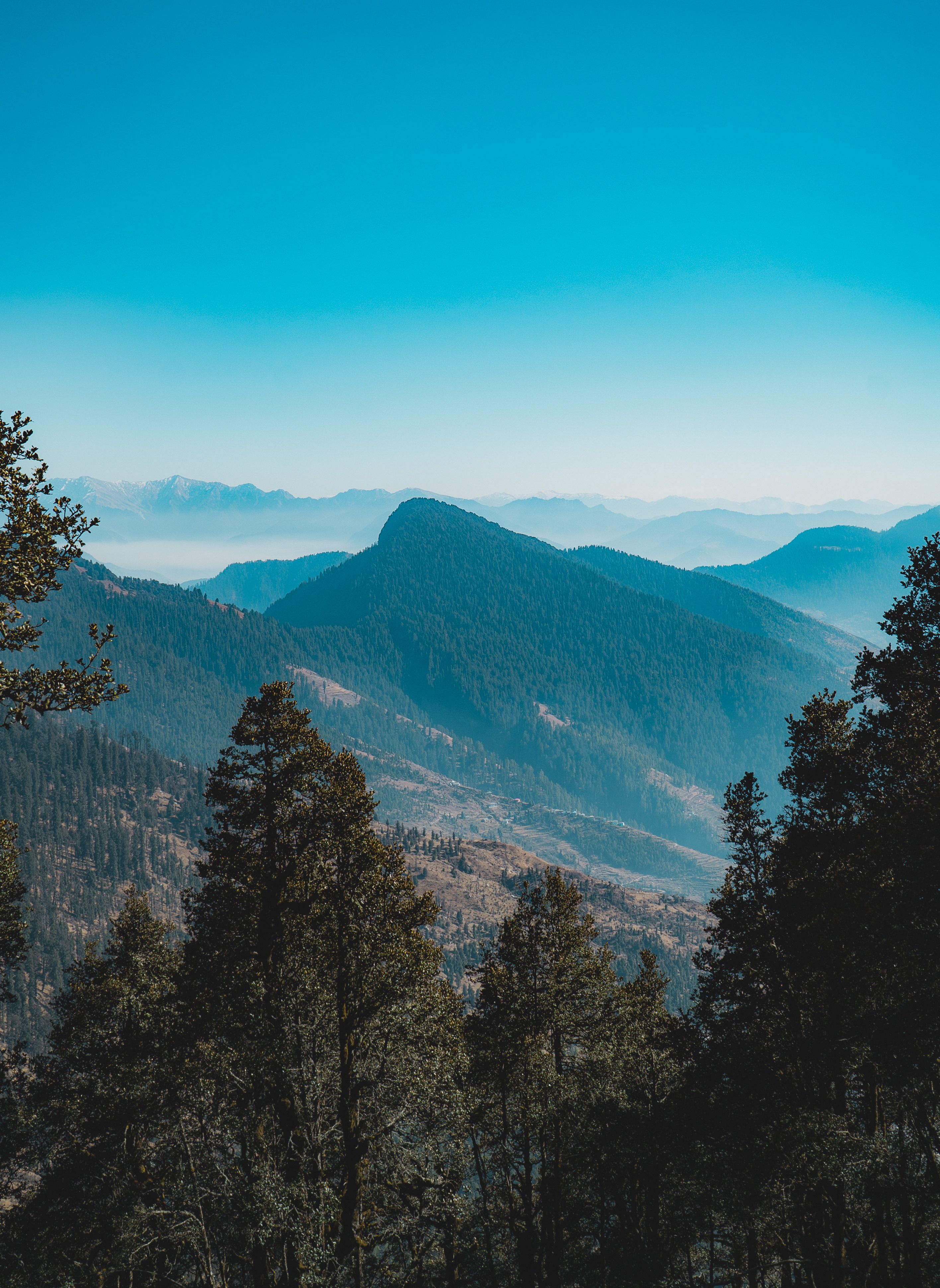 Aerial View of Green Trees · Free Stock Photo