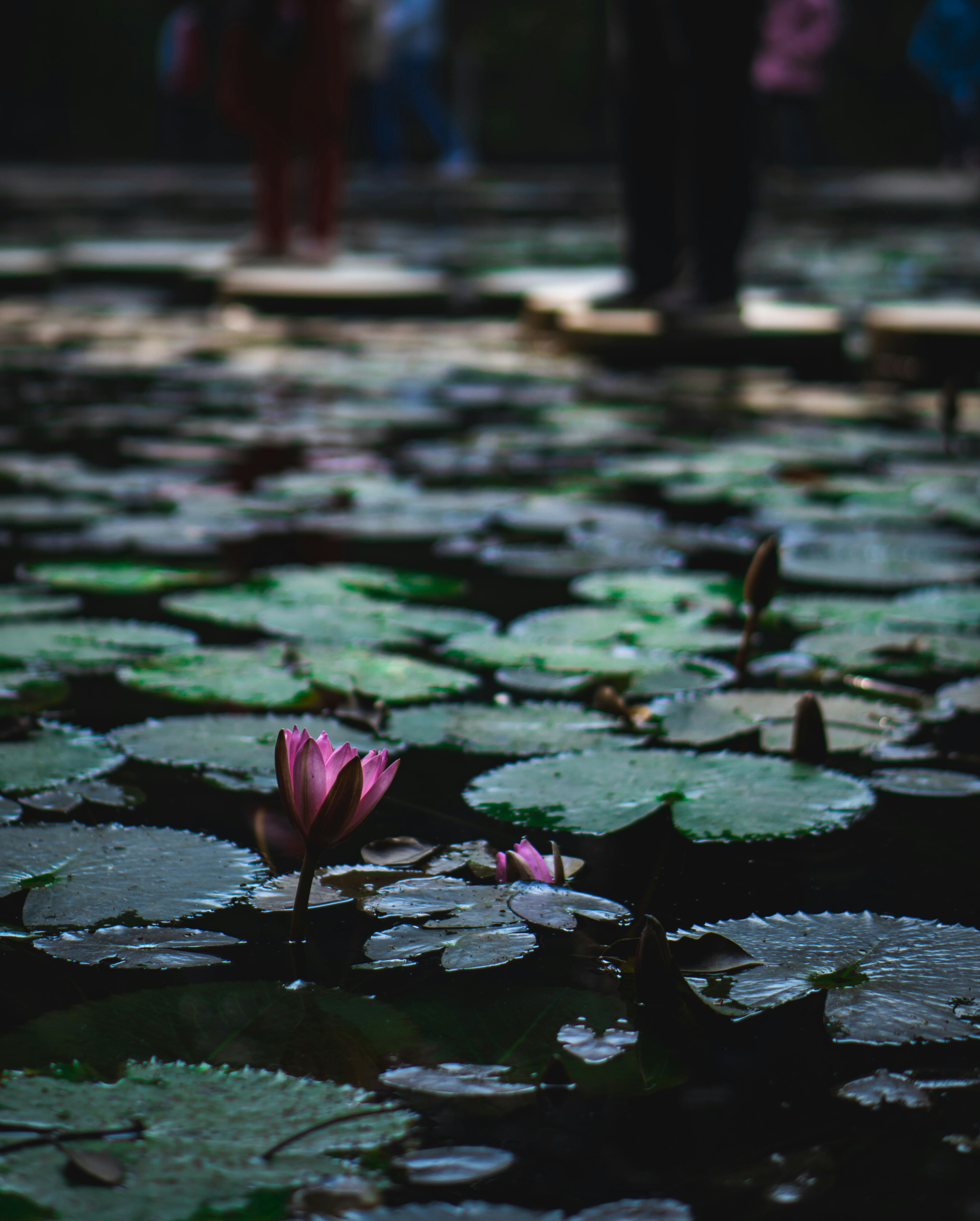 Shot of Water Lilies · Free Stock Photo