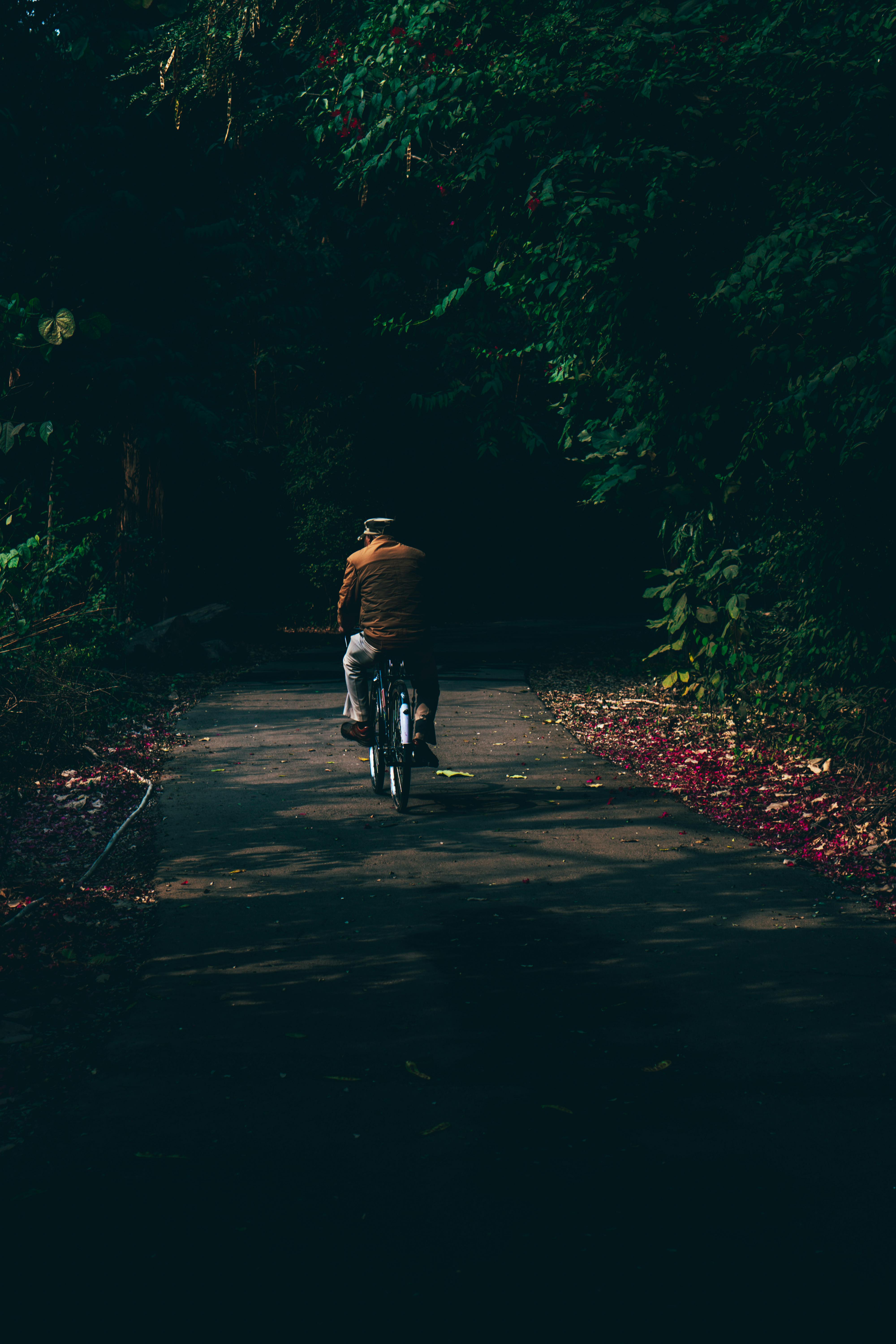 Back View of a Person Riding a Bicycle on a Paved Pathway Between Trees ...