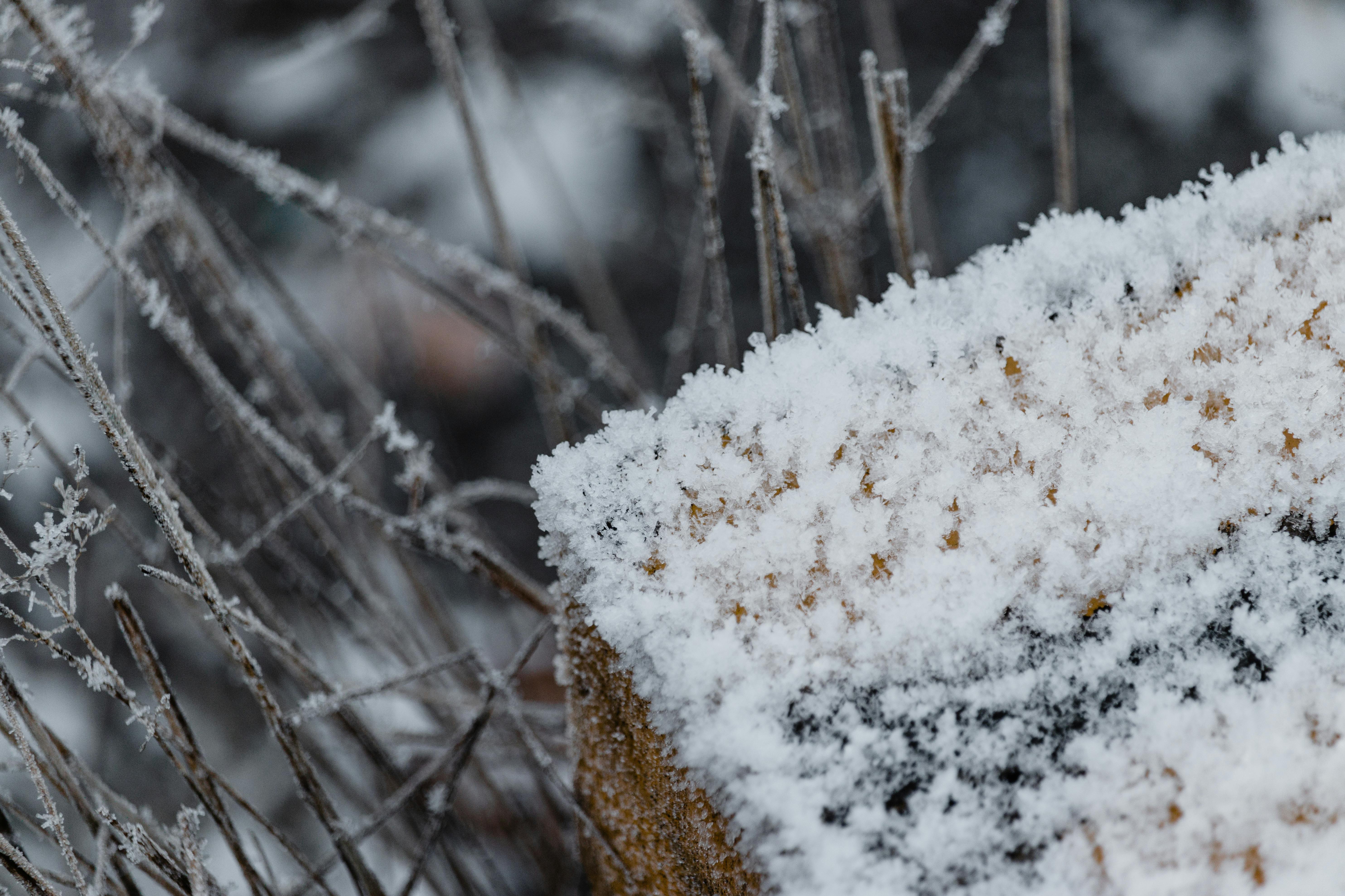 Frost in Winter · Free Stock Photo