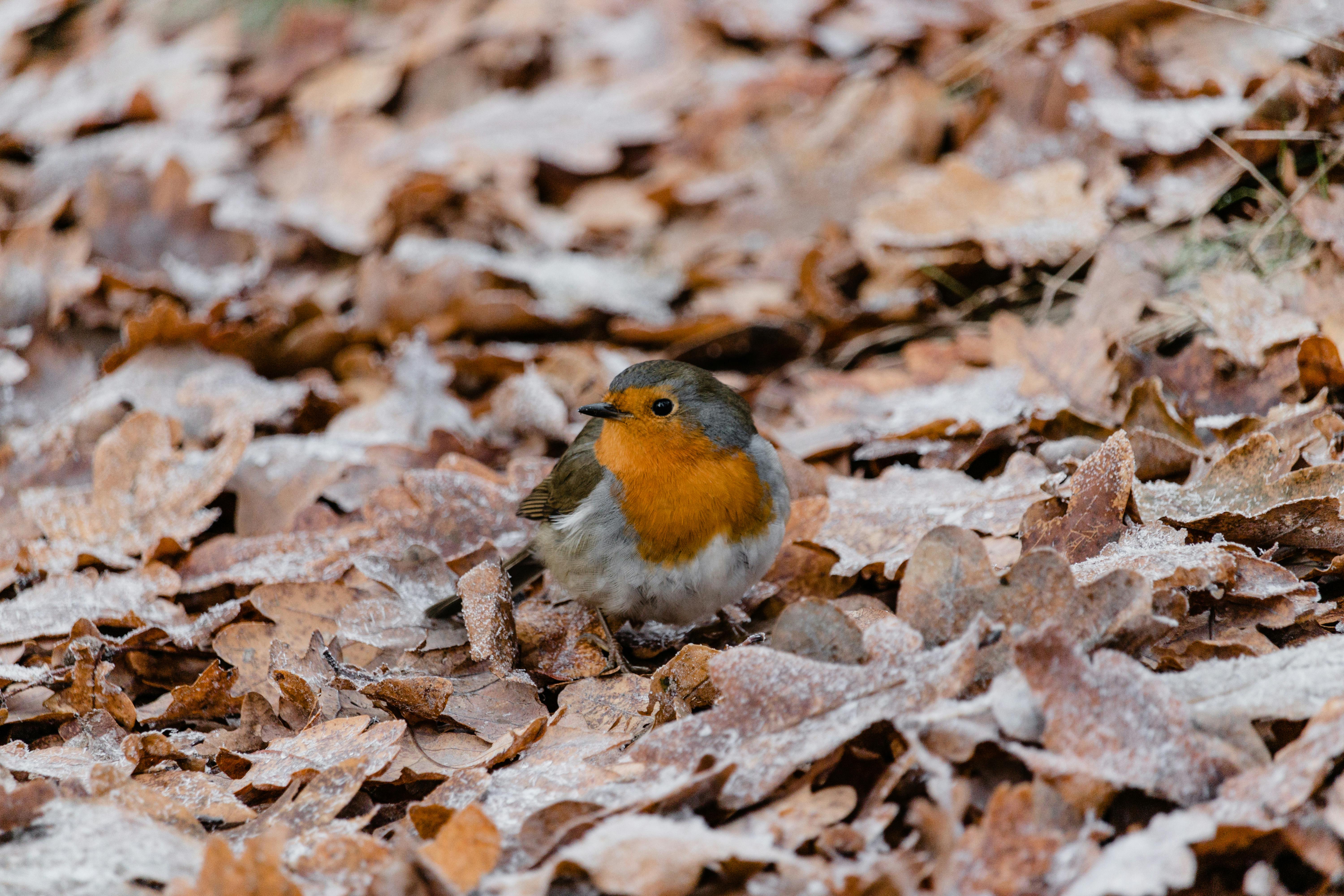 Robin Fall Photos, Download The BEST Free Robin Fall Stock Photos & HD ...
