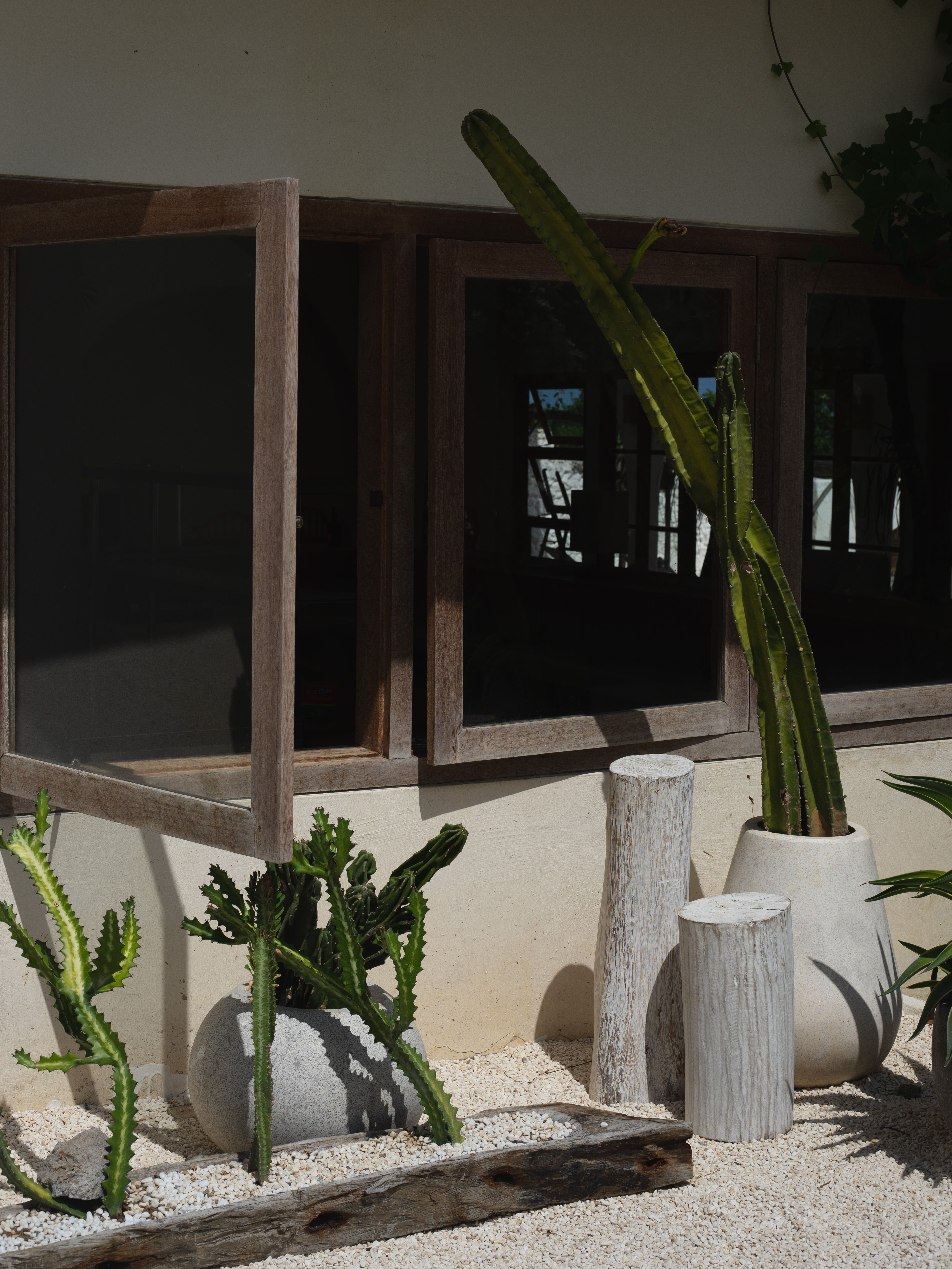 Cactus Plants near Wall and Windows · Free Stock Photo