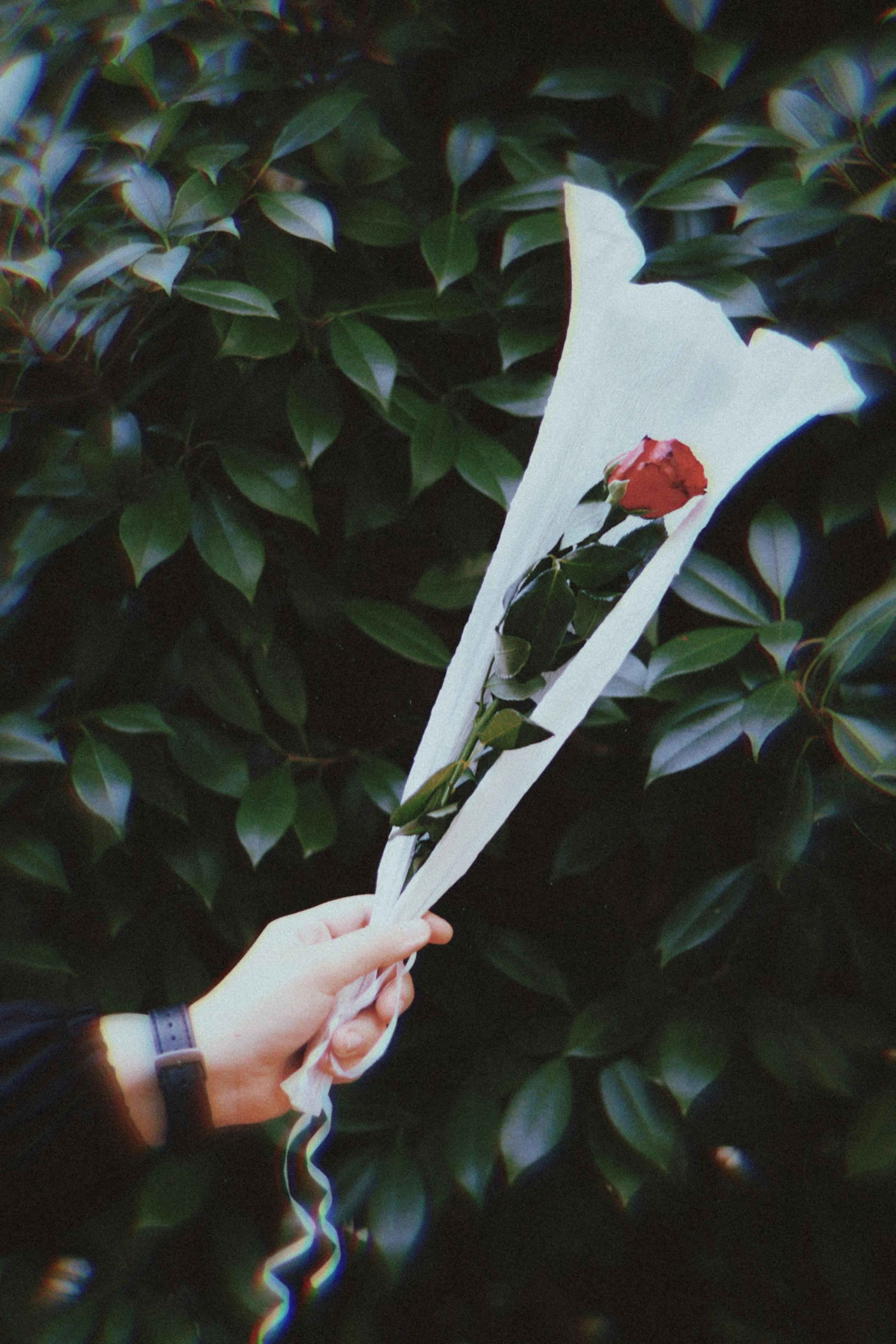 Hand Holding Single Rose · Free Stock Photo