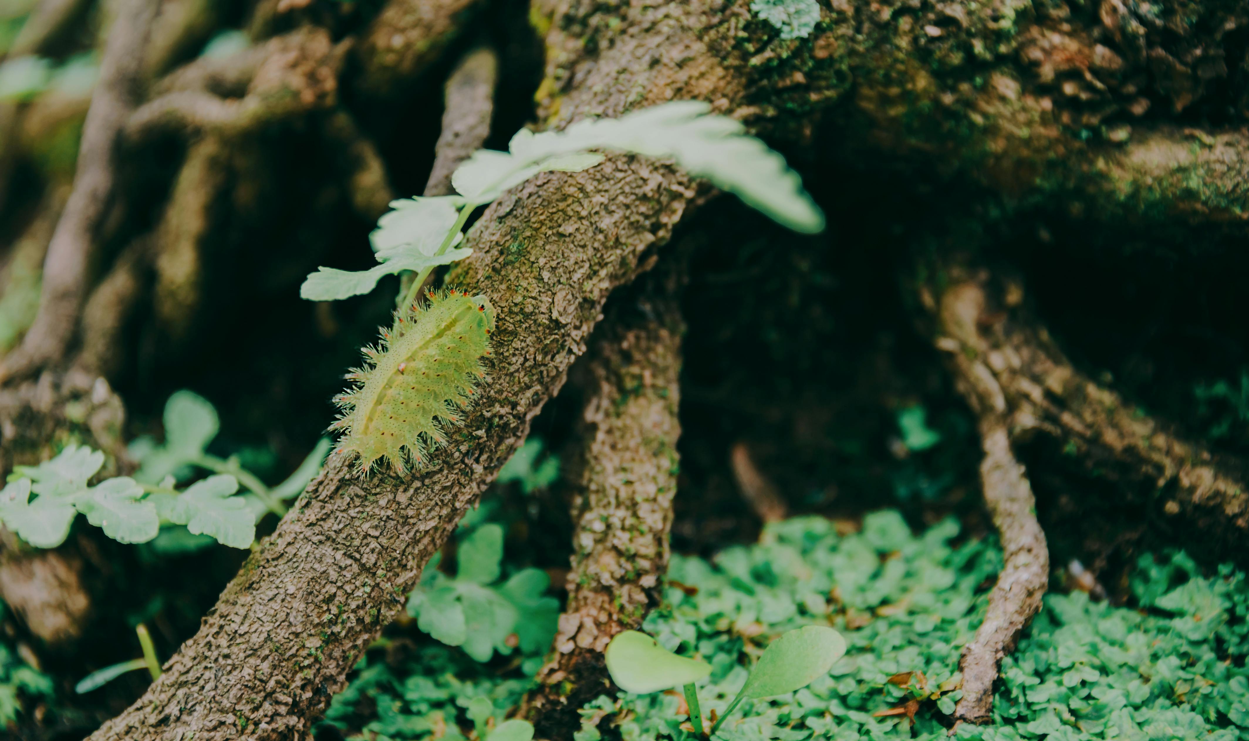 Caterpillar Tree Photos, Download The BEST Free Caterpillar Tree Stock ...