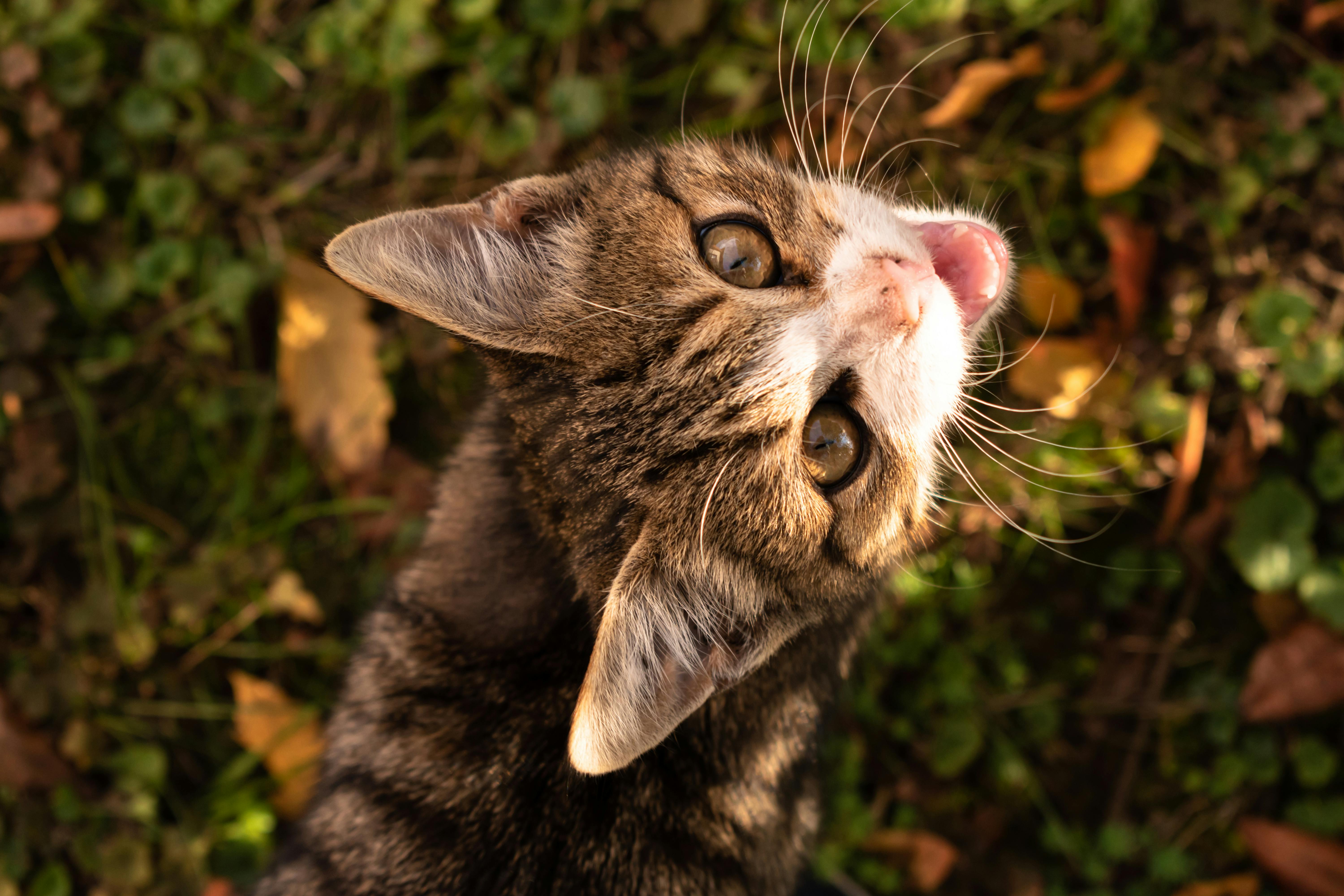 Close up of Cat Head · Free Stock Photo