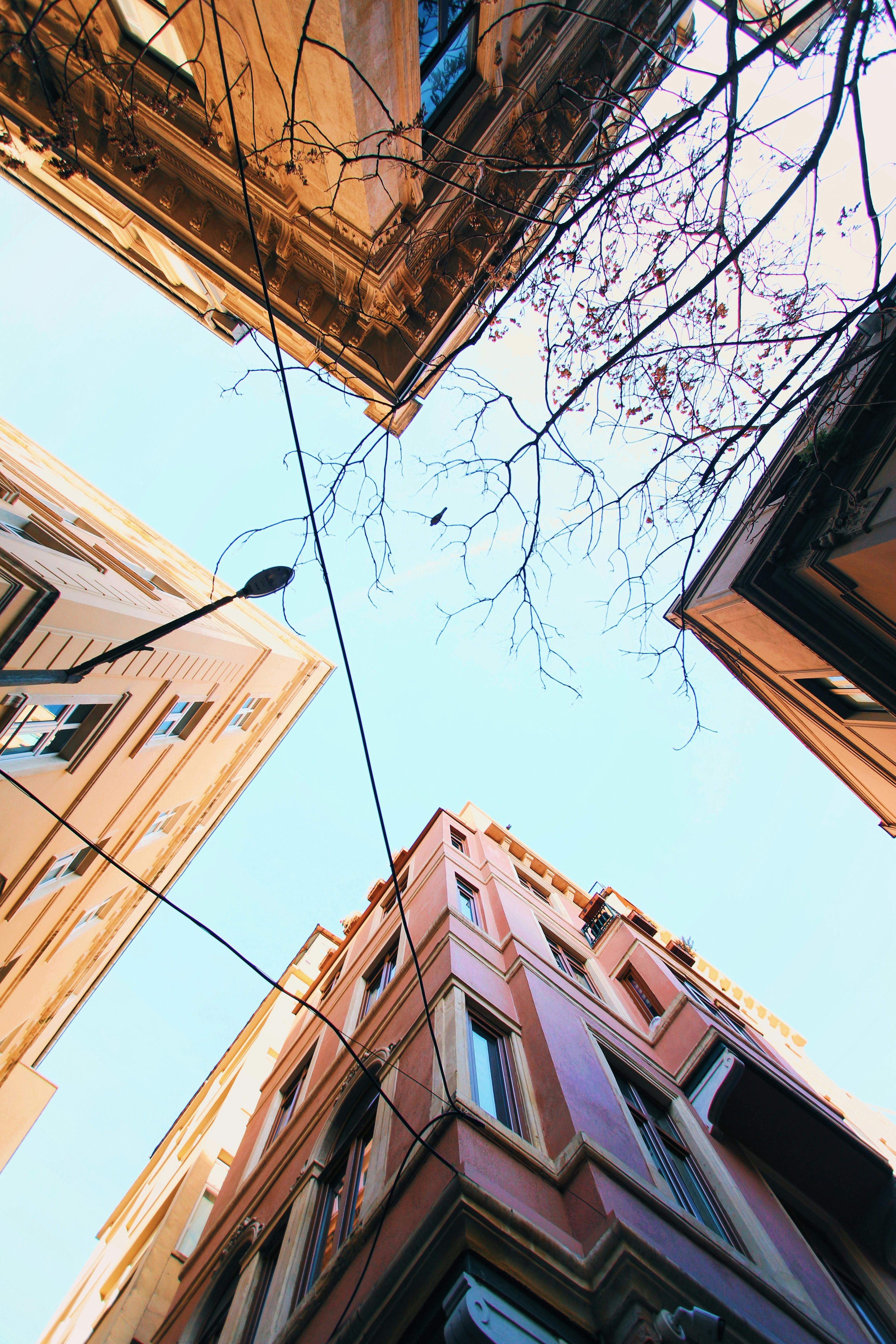 Tree Branches and Walls of Buildings · Free Stock Photo