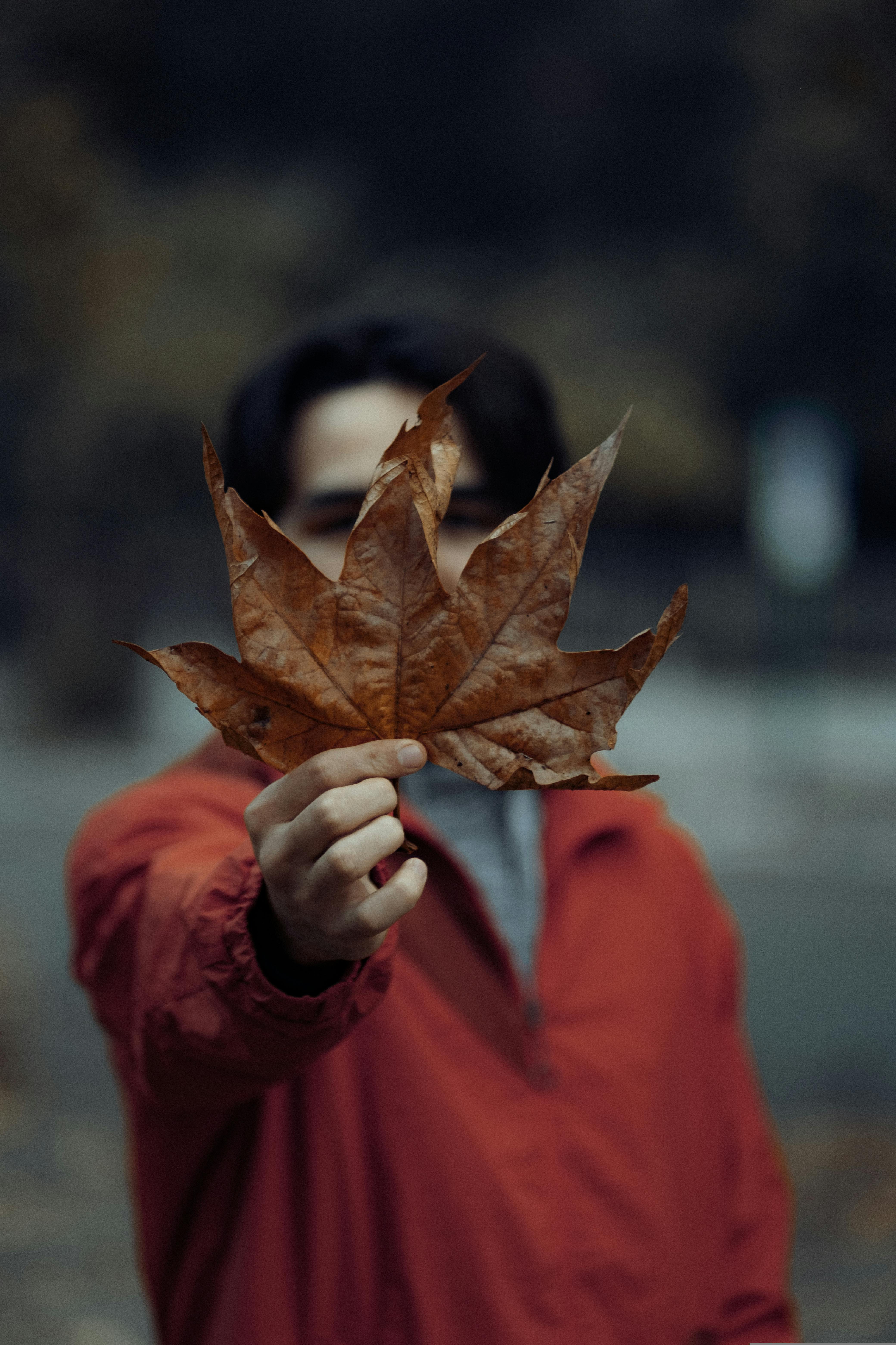 Man Holding a Dried Maple Leaf · Free Stock Photo