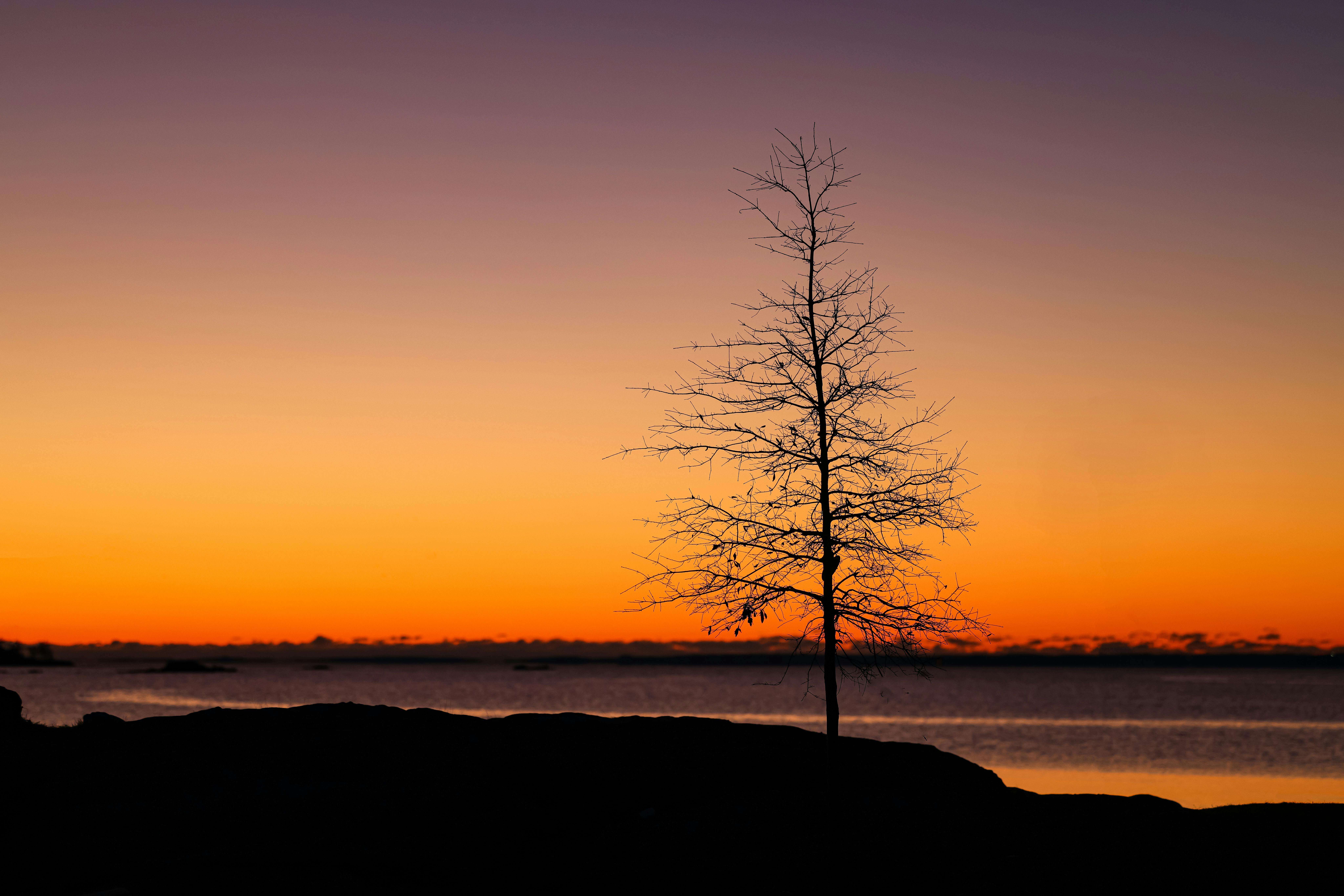 Bare Tree During Sunset · Free Stock Photo