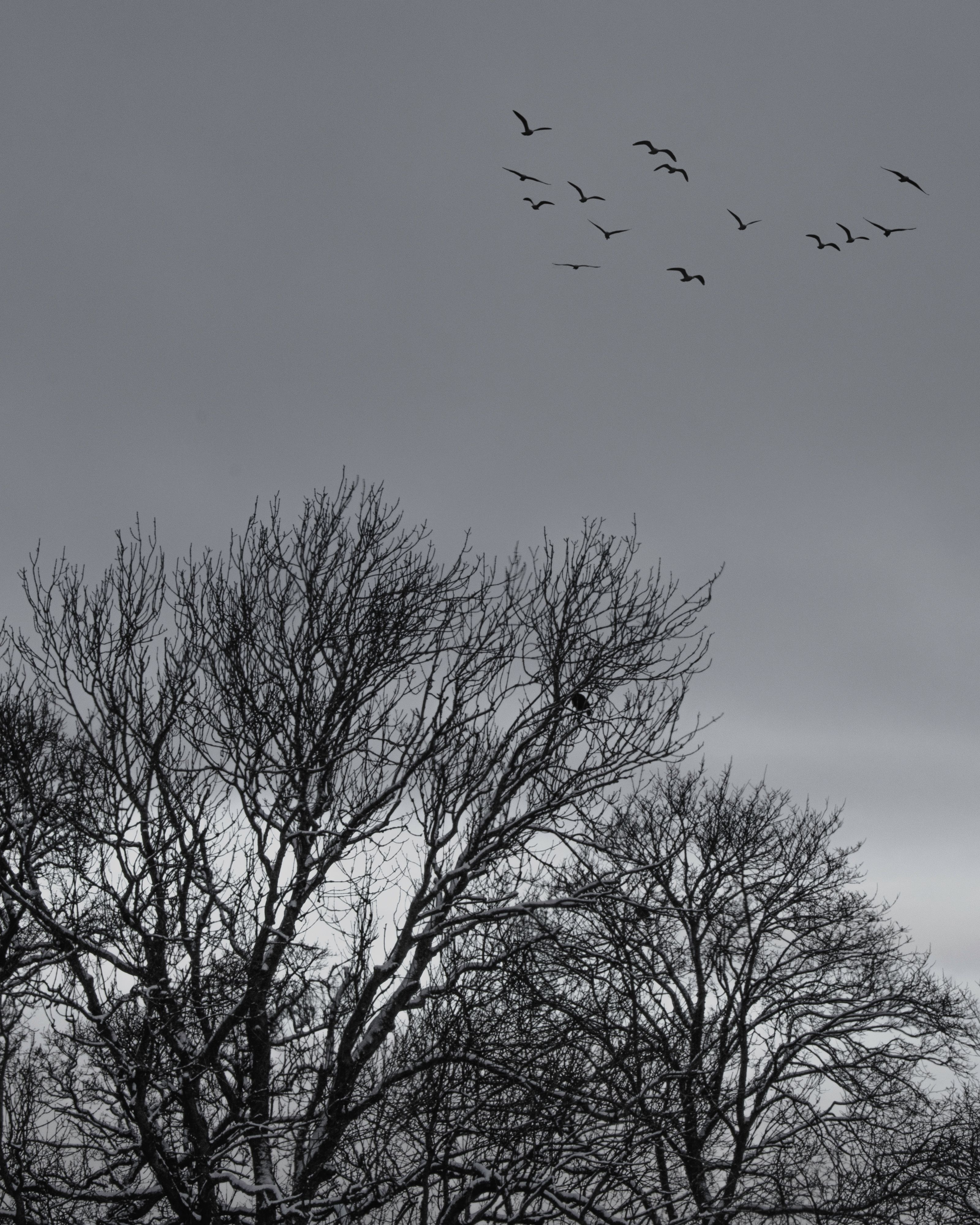 Tree with Barren Branches · Free Stock Photo