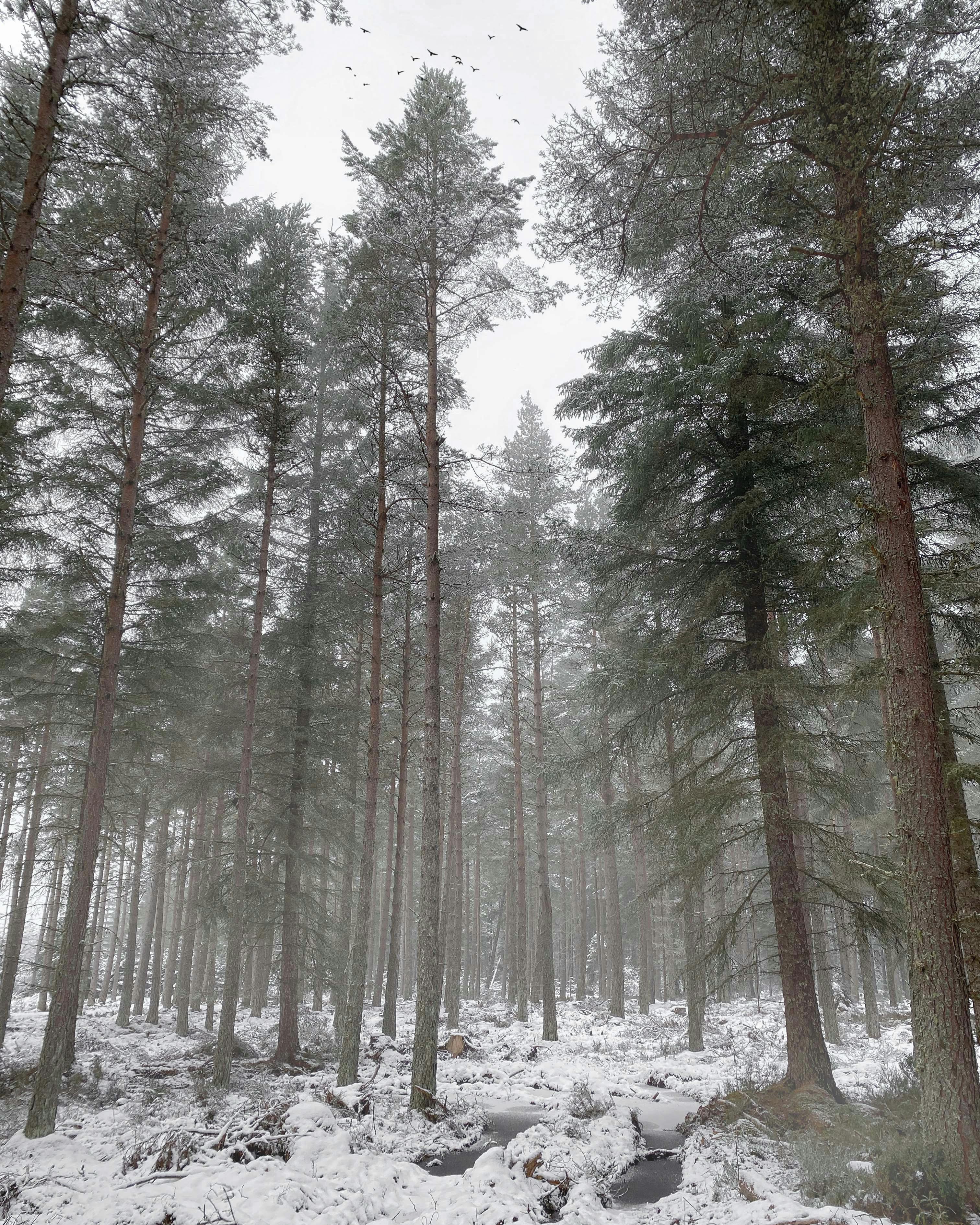 Forest During Winter · Free Stock Photo