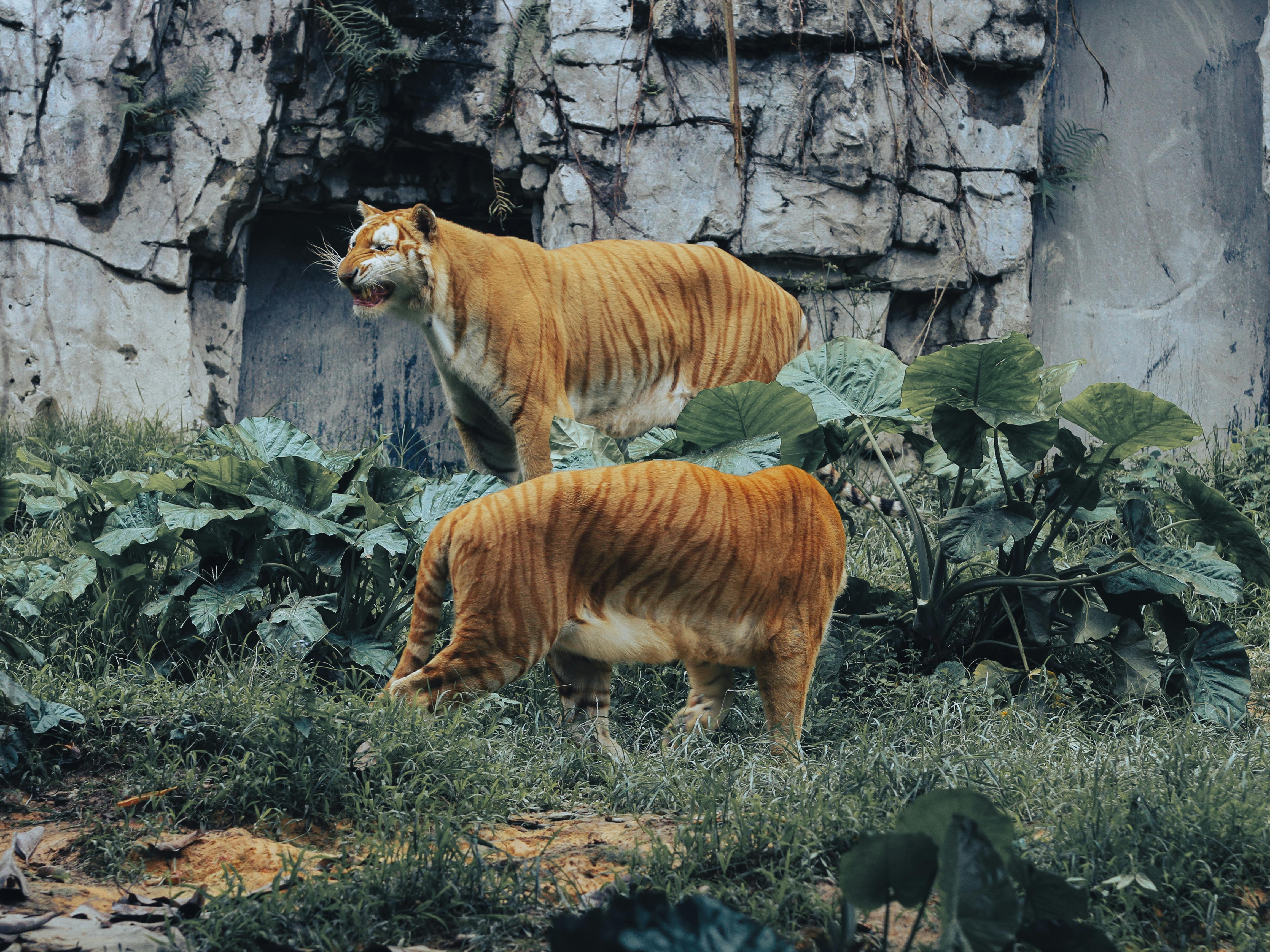Two Tigers n Zoo · Free Stock Photo