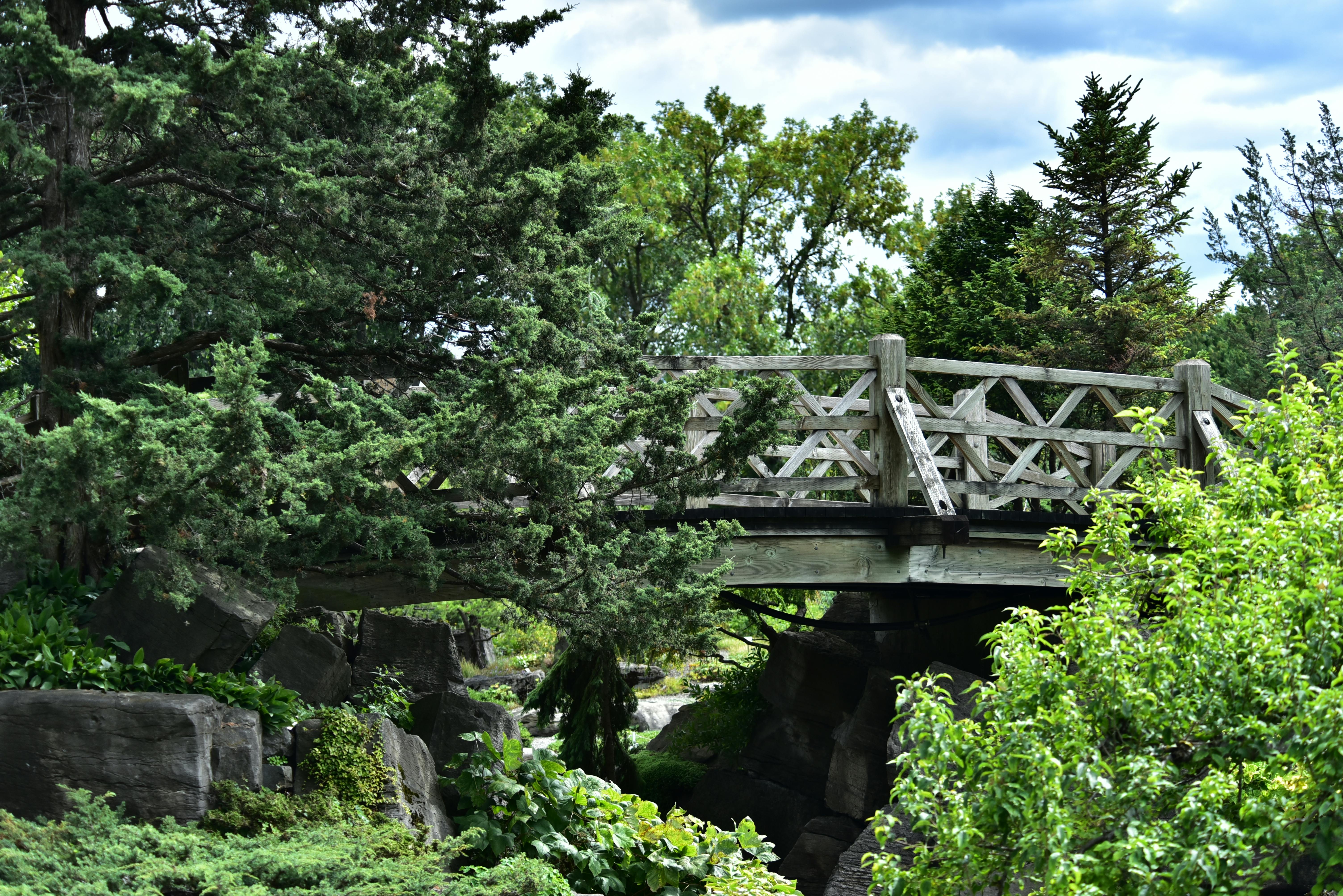 Wooden Bridge Beside Green Trees · Free Stock Photo