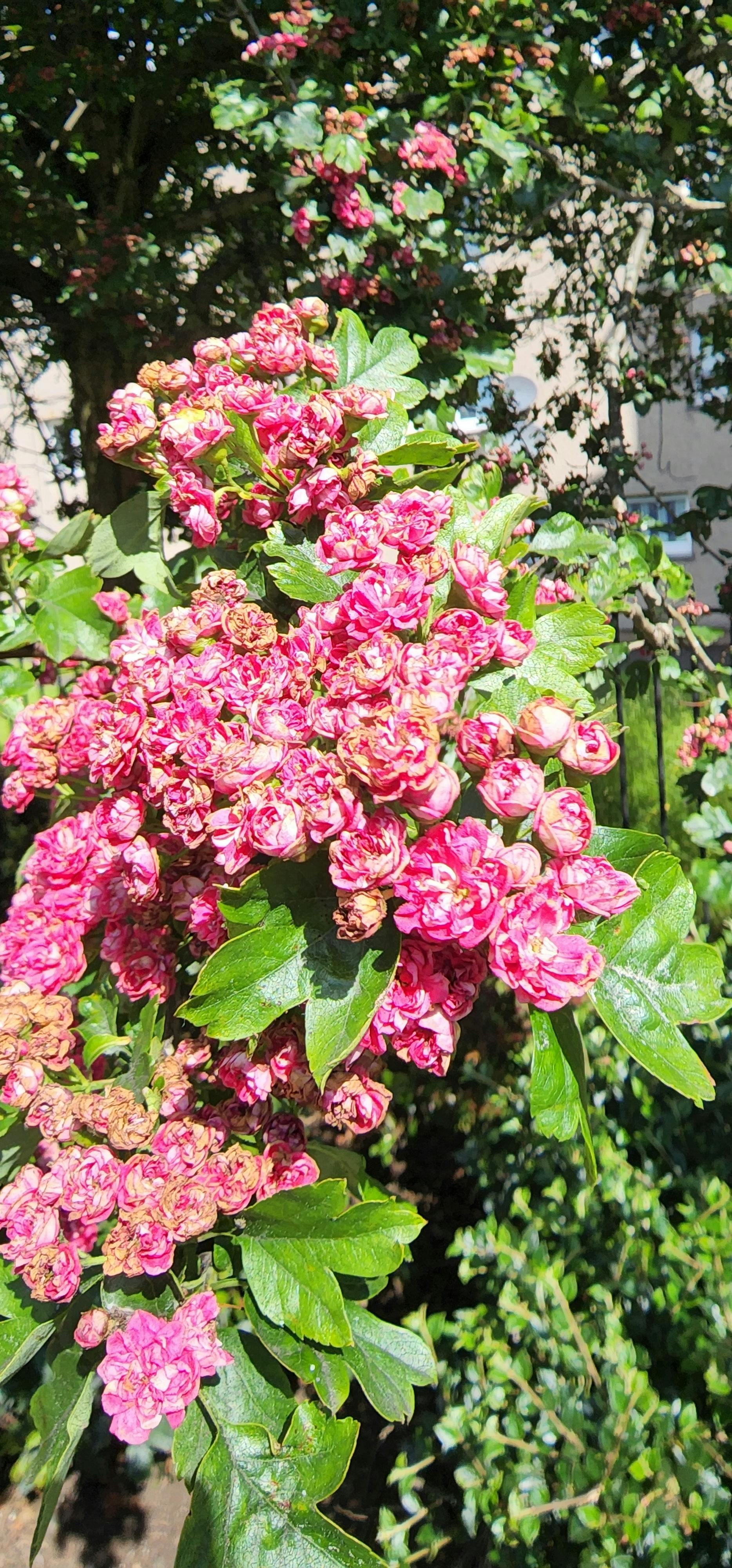 Habib Ullah - Photographie