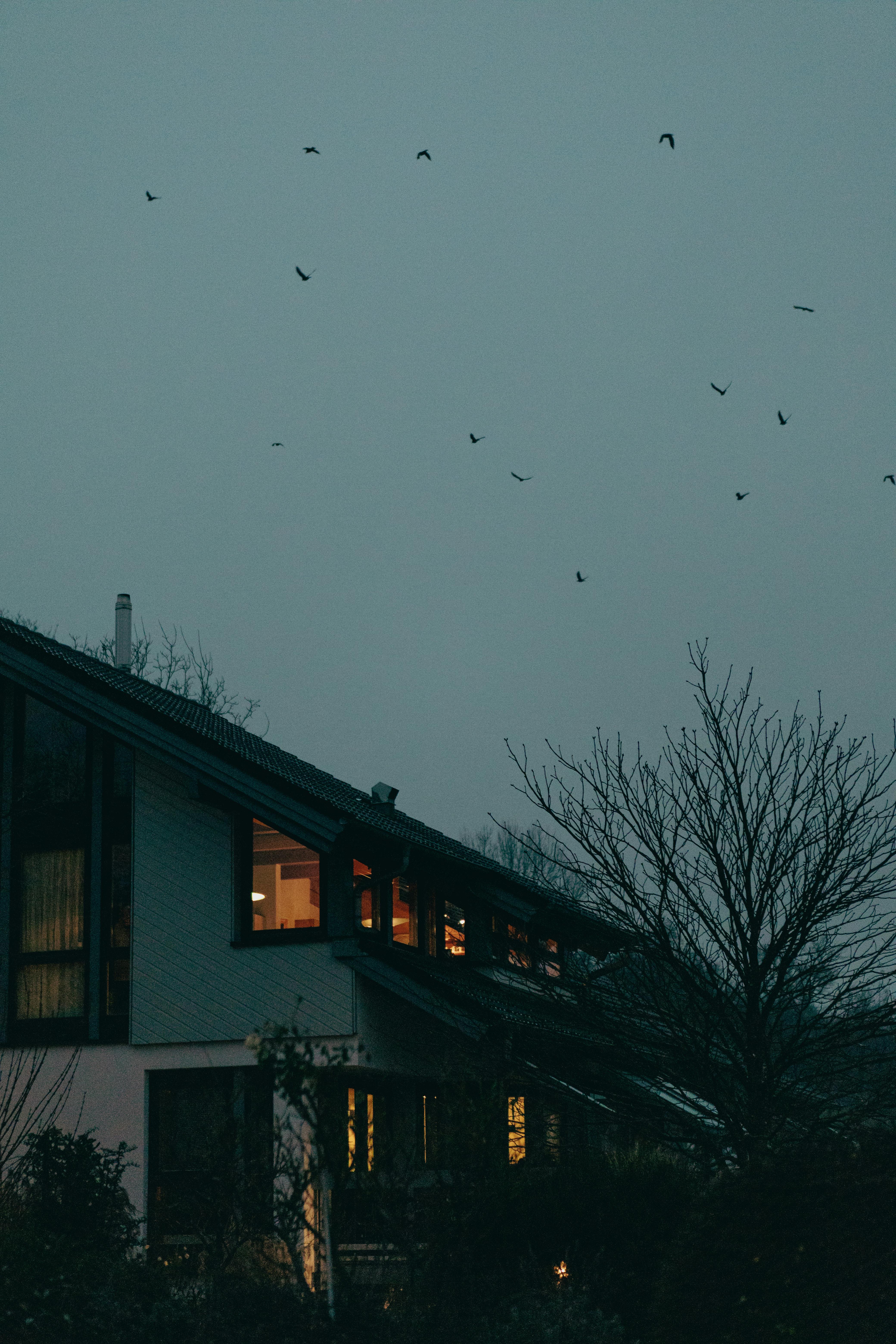 Flock of Birds Flying above a House · Free Stock Photo