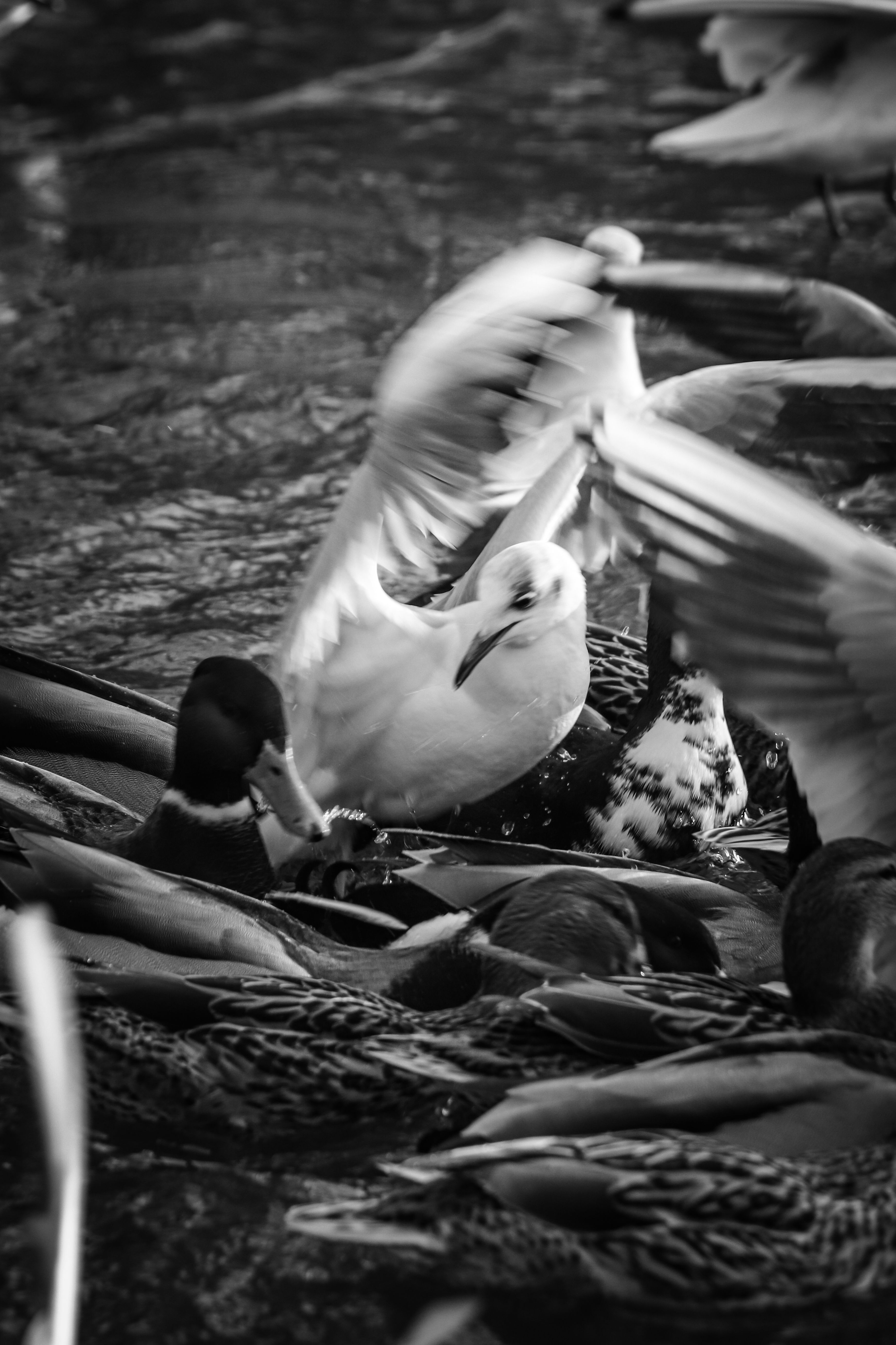 Grayscale Photo of Birds · Free Stock Photo