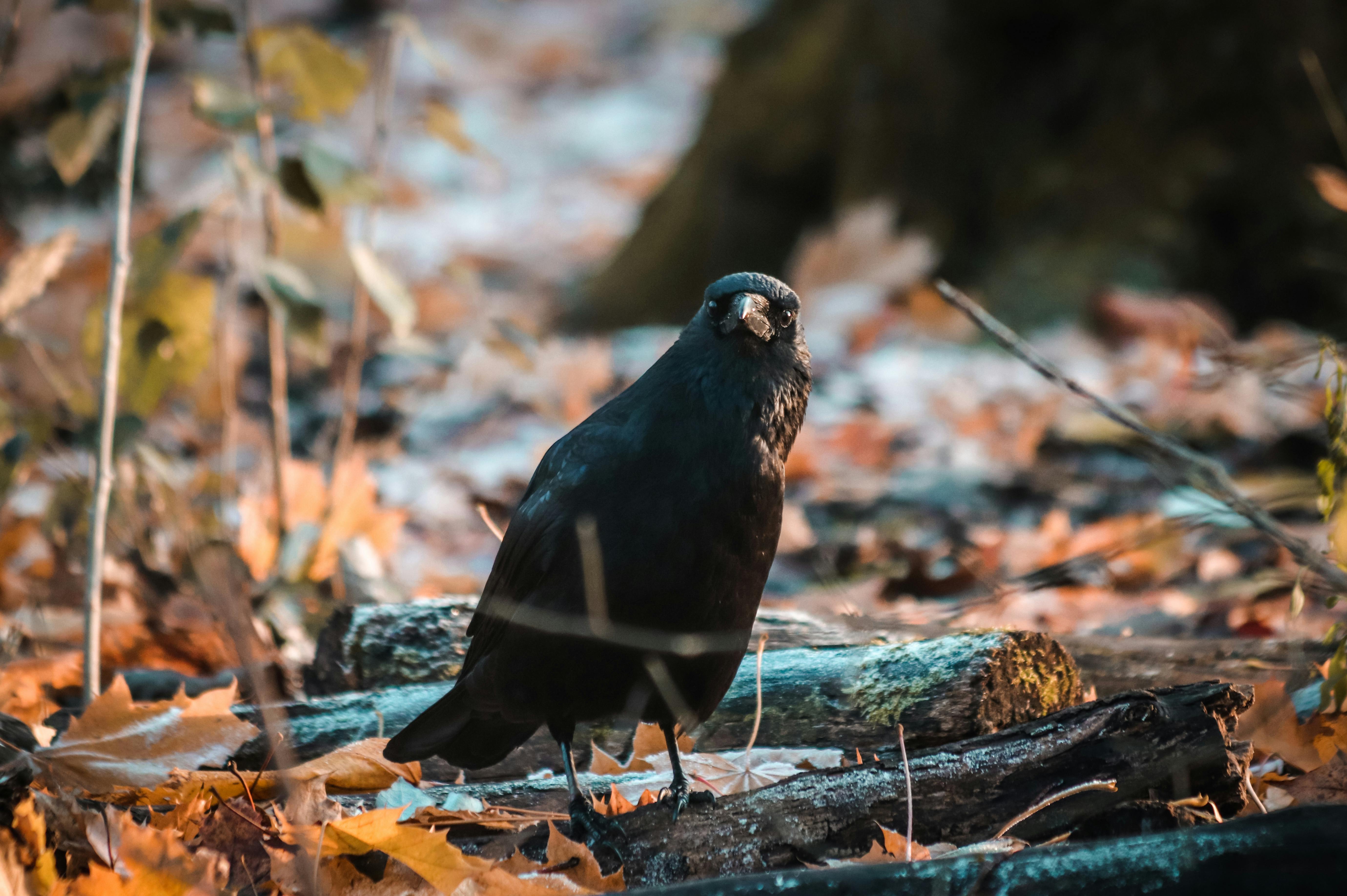 Close-Up Shot of a Crow Standing on a Rock · Free Stock Photo