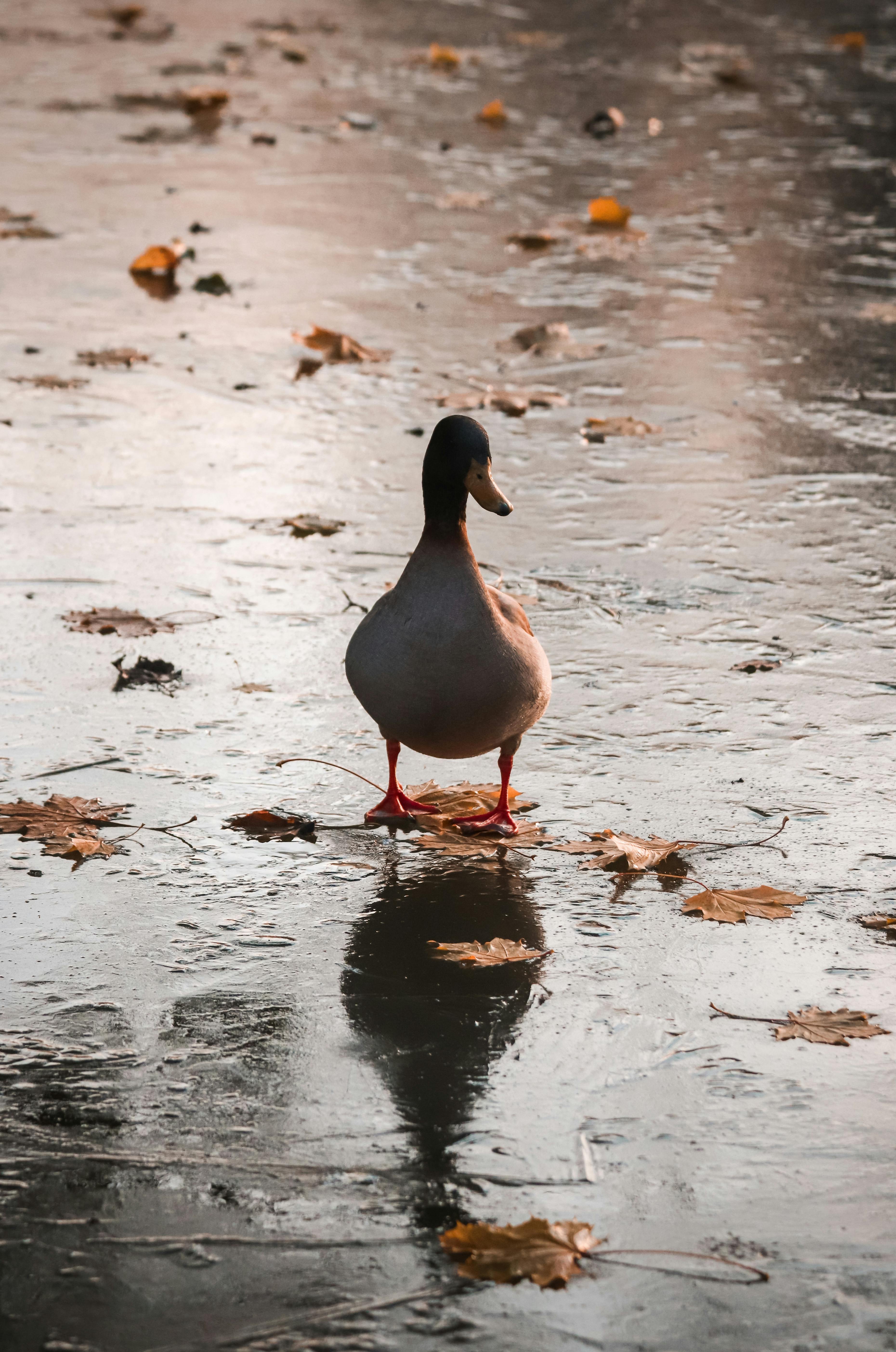 Domestic Duck on the Ground · Free Stock Photo