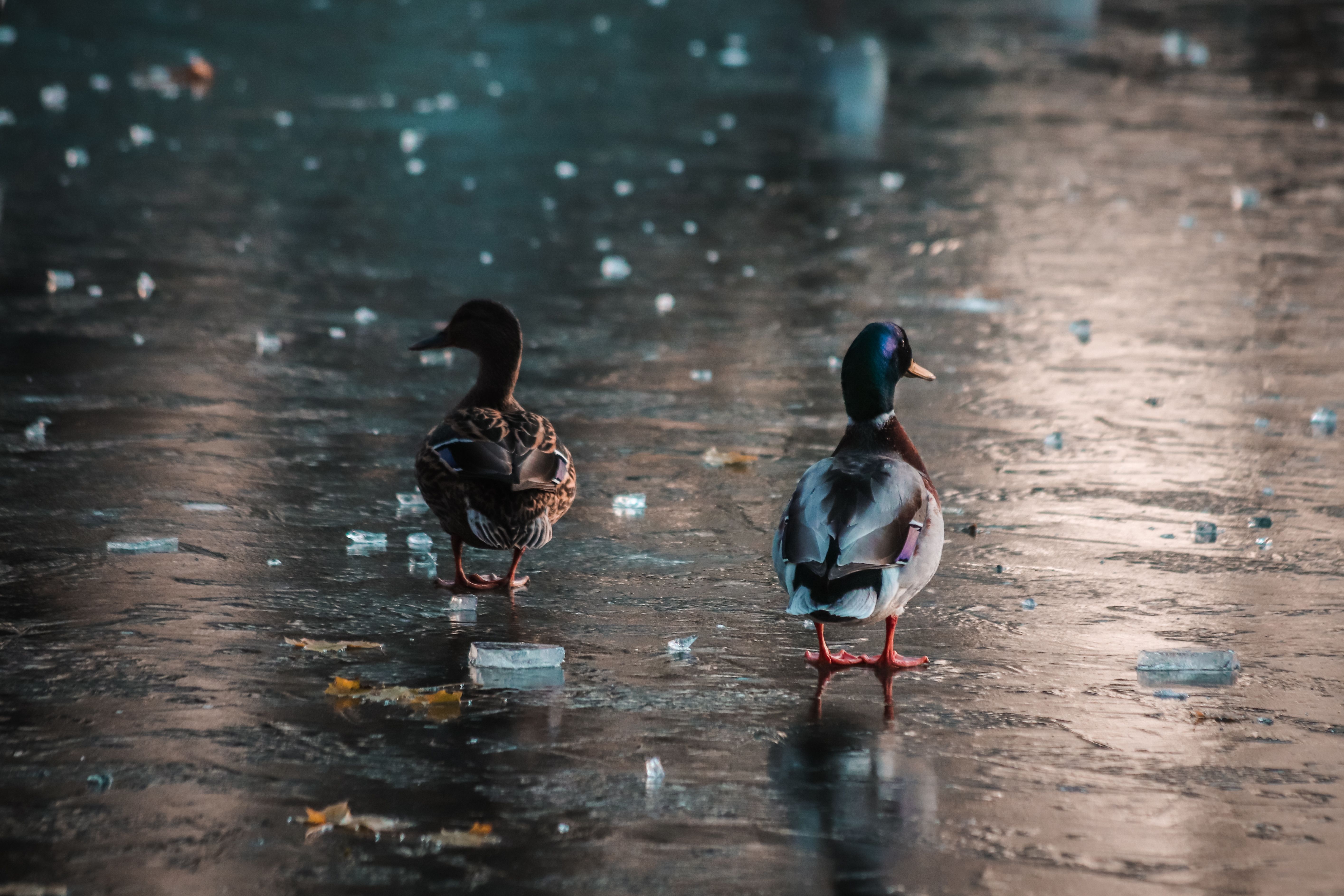 Desktop Wallpaper Ducks Photos, Download The BEST Free Desktop ...