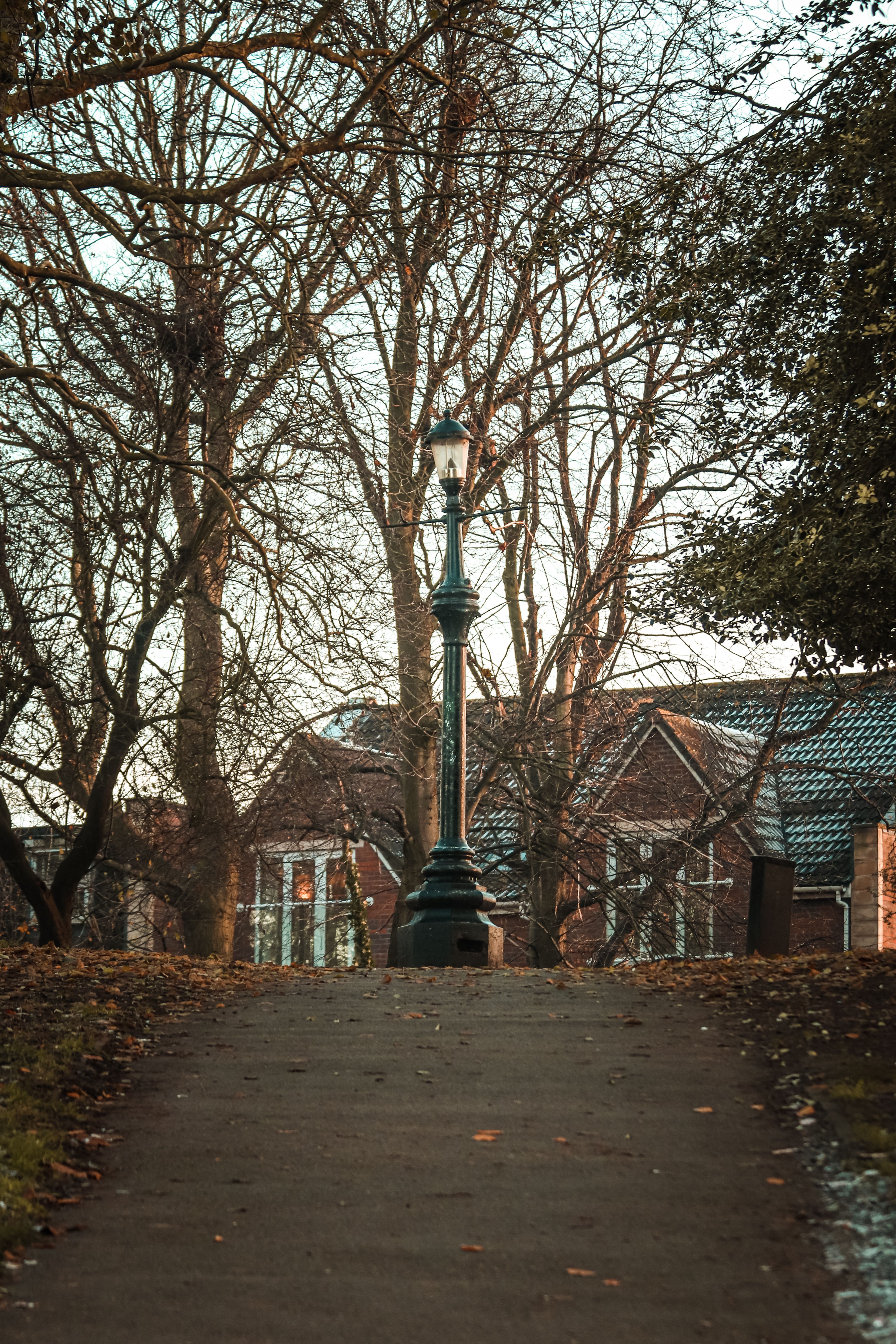 A Street Lamp Beside Trees · Free Stock Photo
