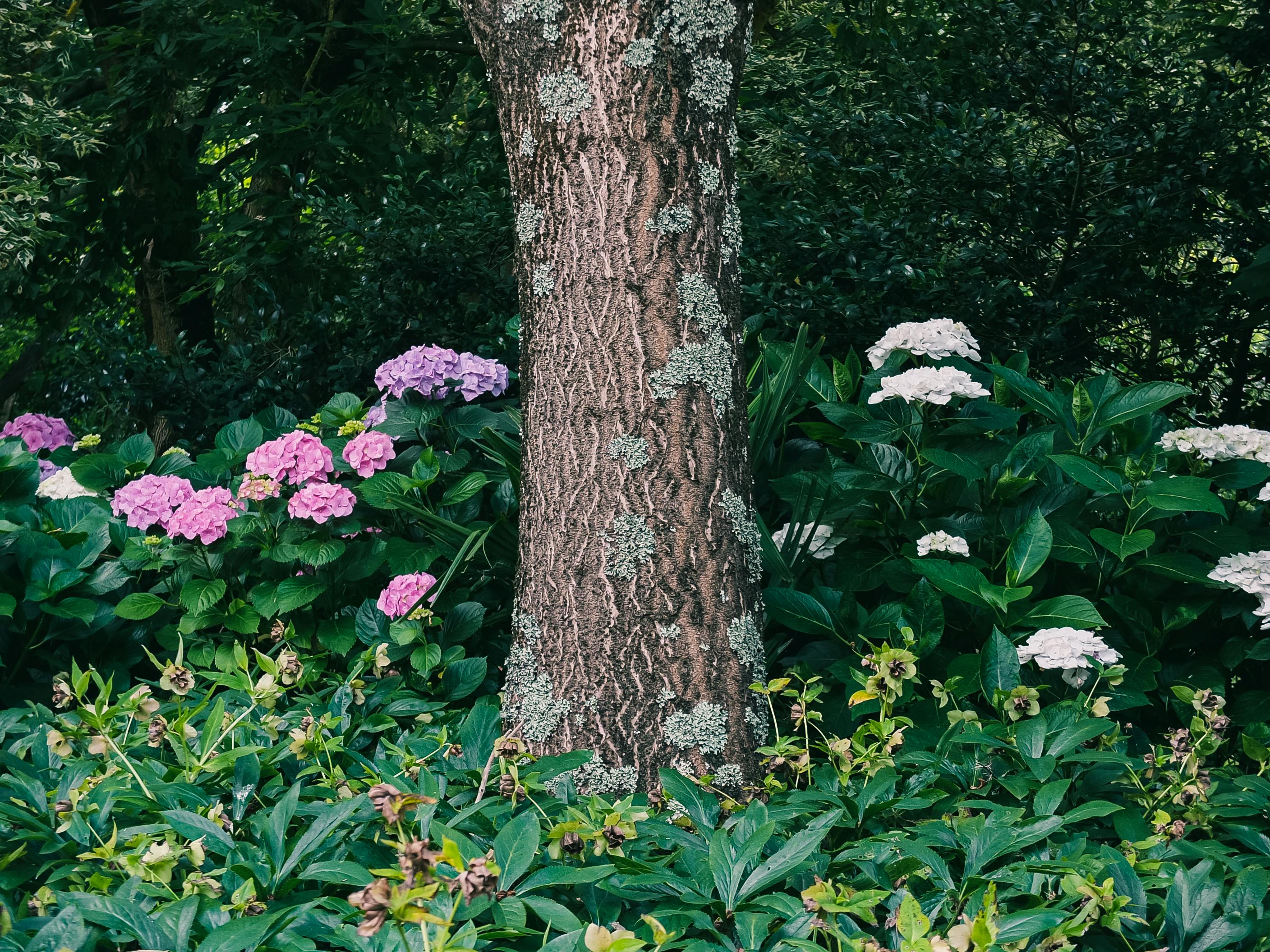 Flowers near Tree and Plants · Free Stock Photo