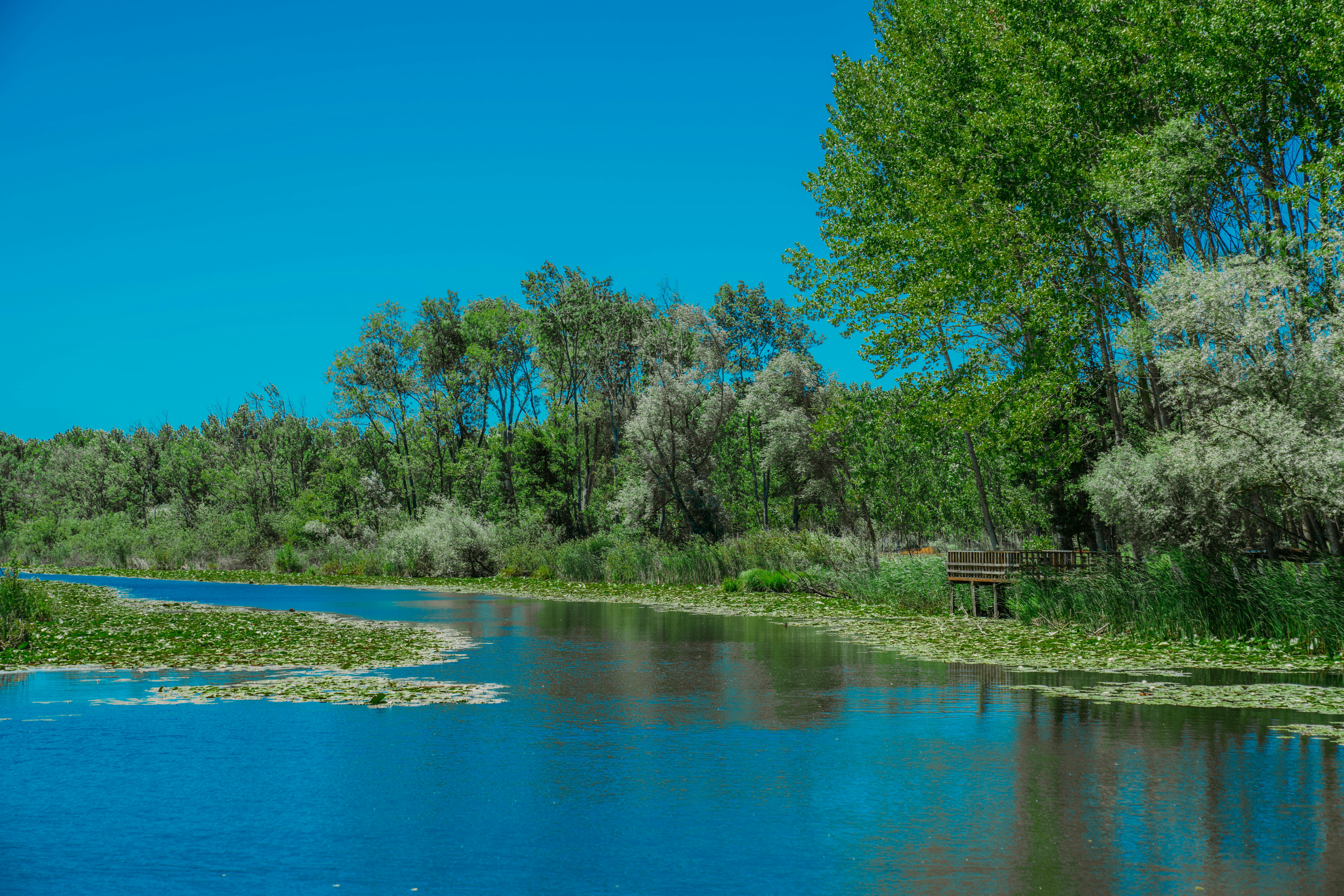 A River near the Trees · Free Stock Photo