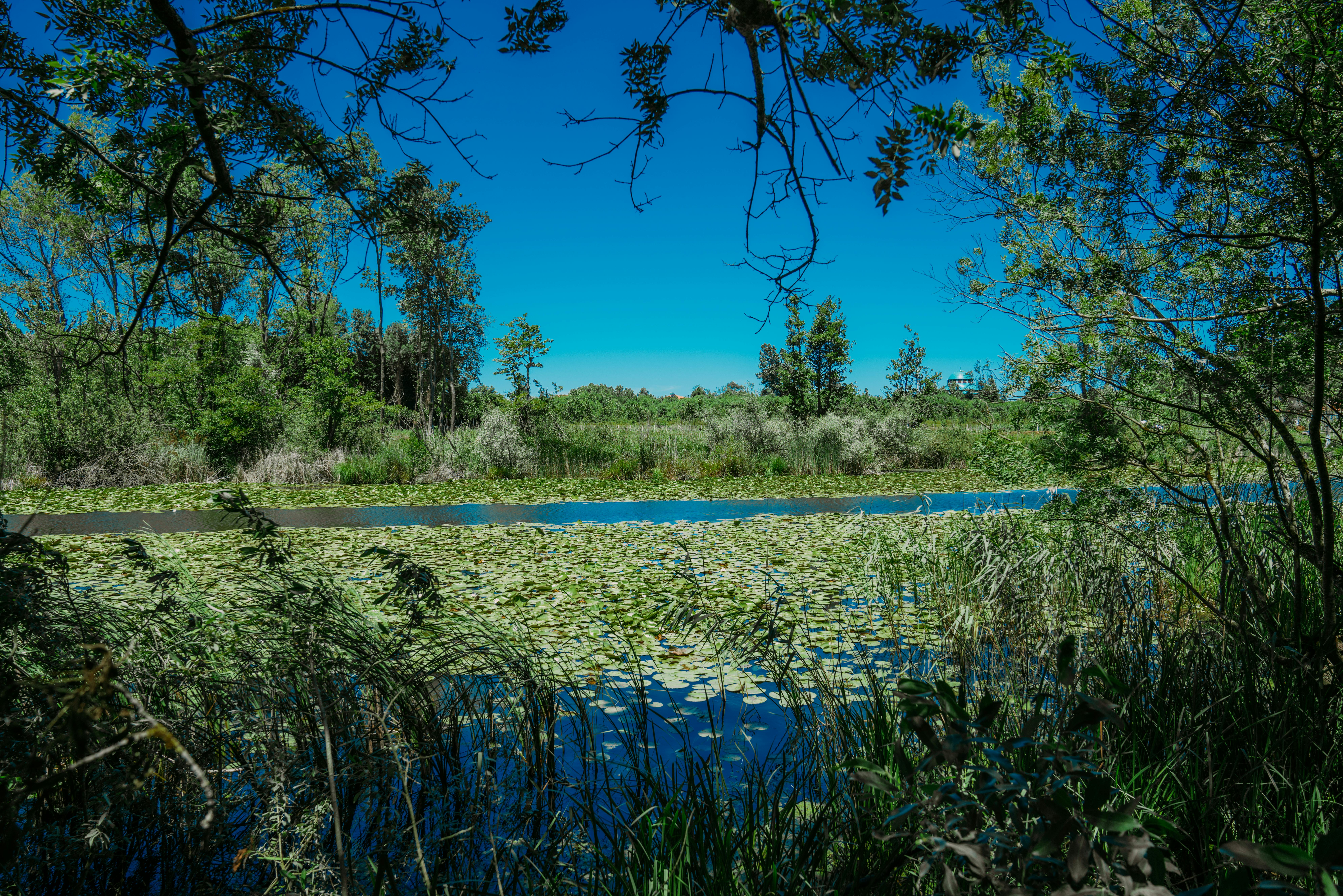Green Trees and Rushes around River · Free Stock Photo