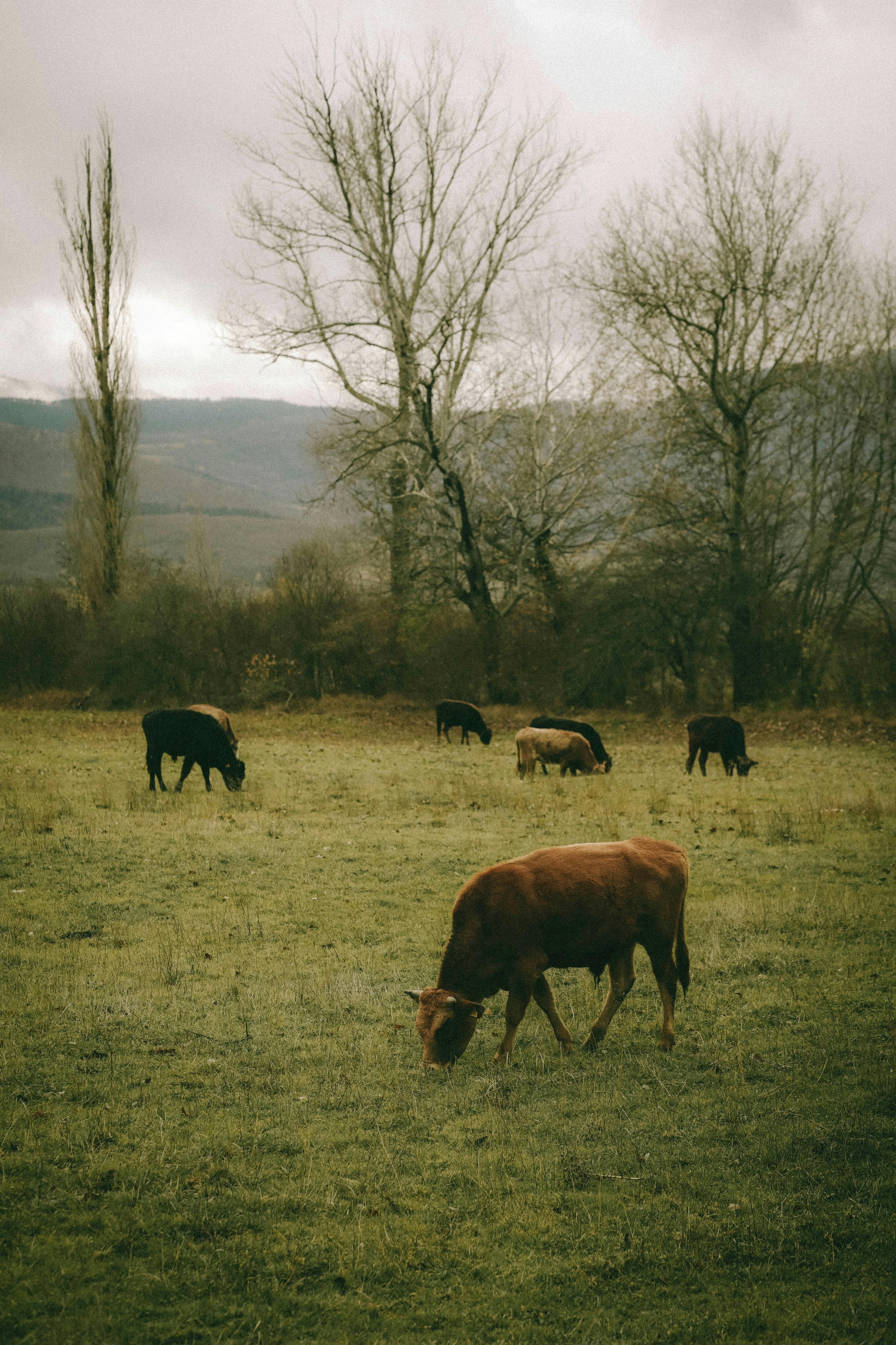 Photo of Grazing Cattle · Free Stock Photo