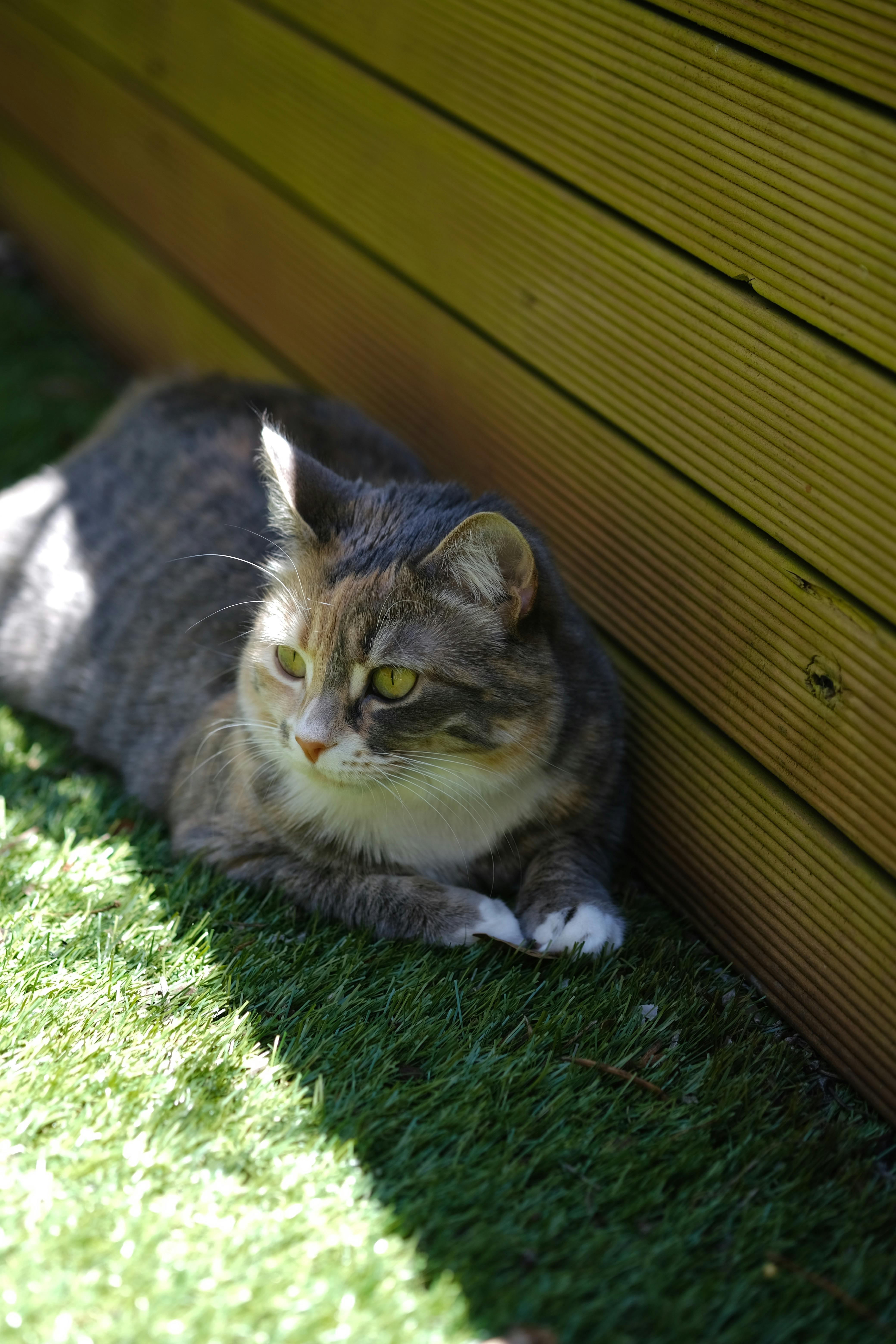 Cat Resting on the Ground · Free Stock Photo