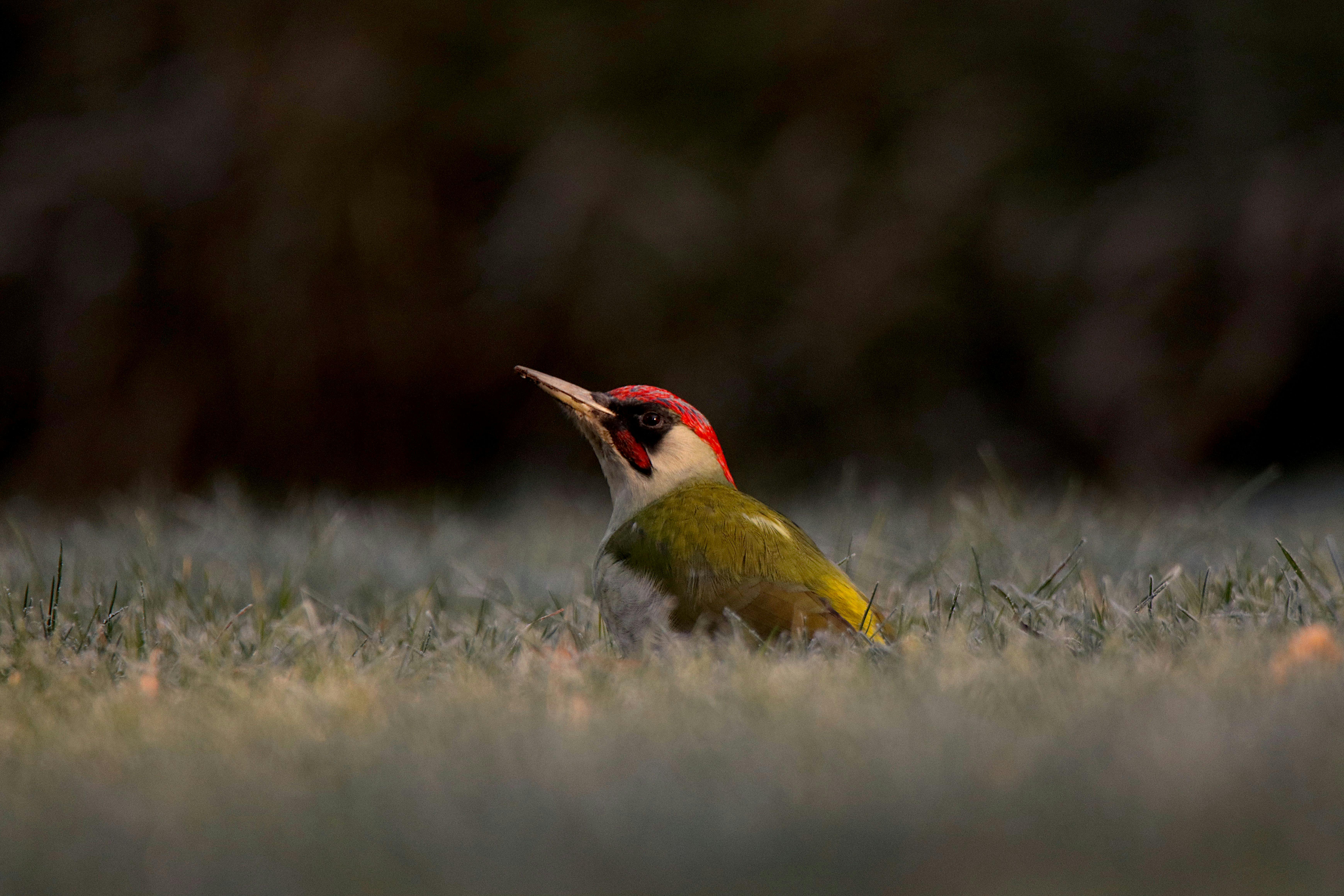 Close Up Photo of Bird on Grass · Free Stock Photo