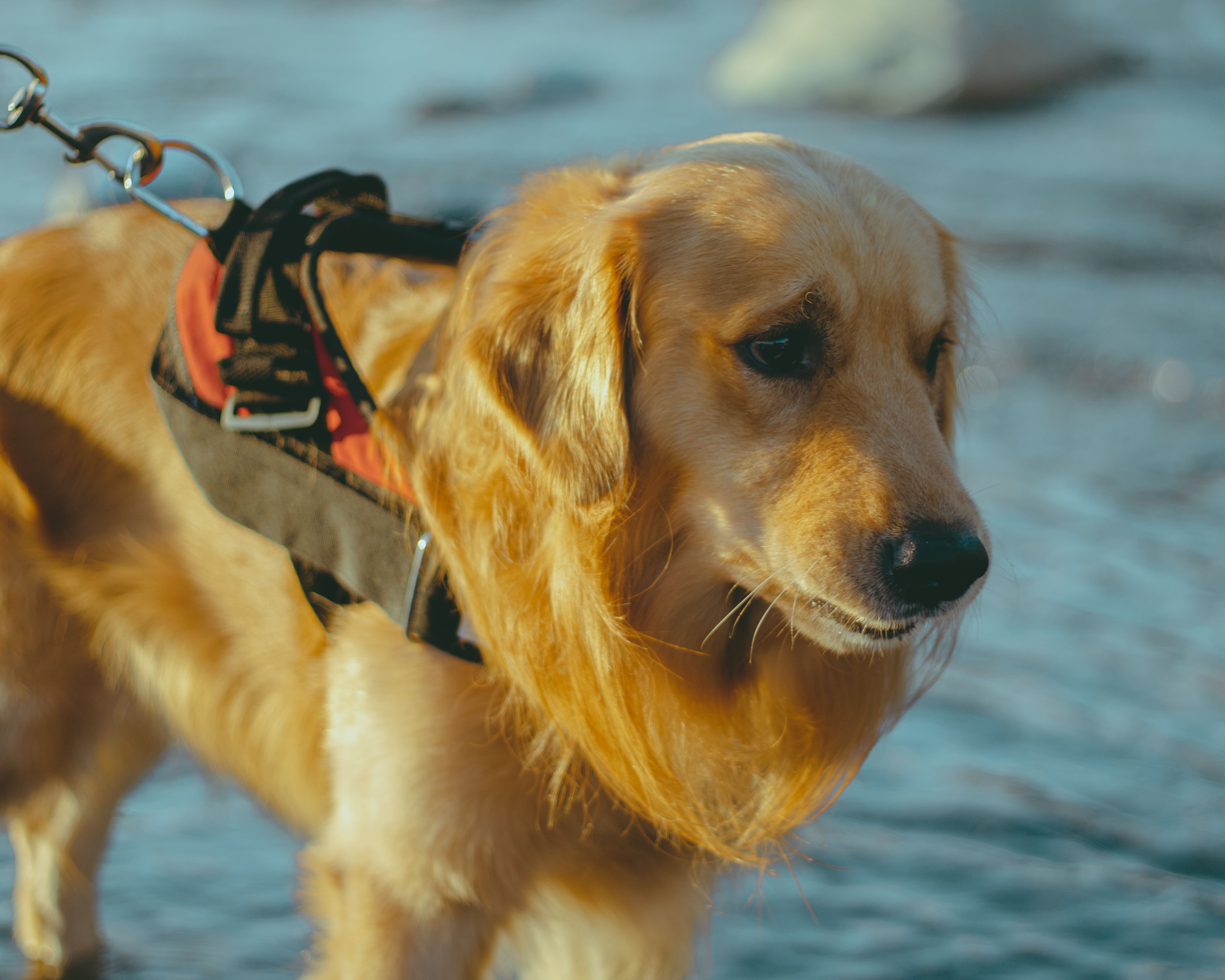 Close Up Photo of a Puppy · Free Stock Photo