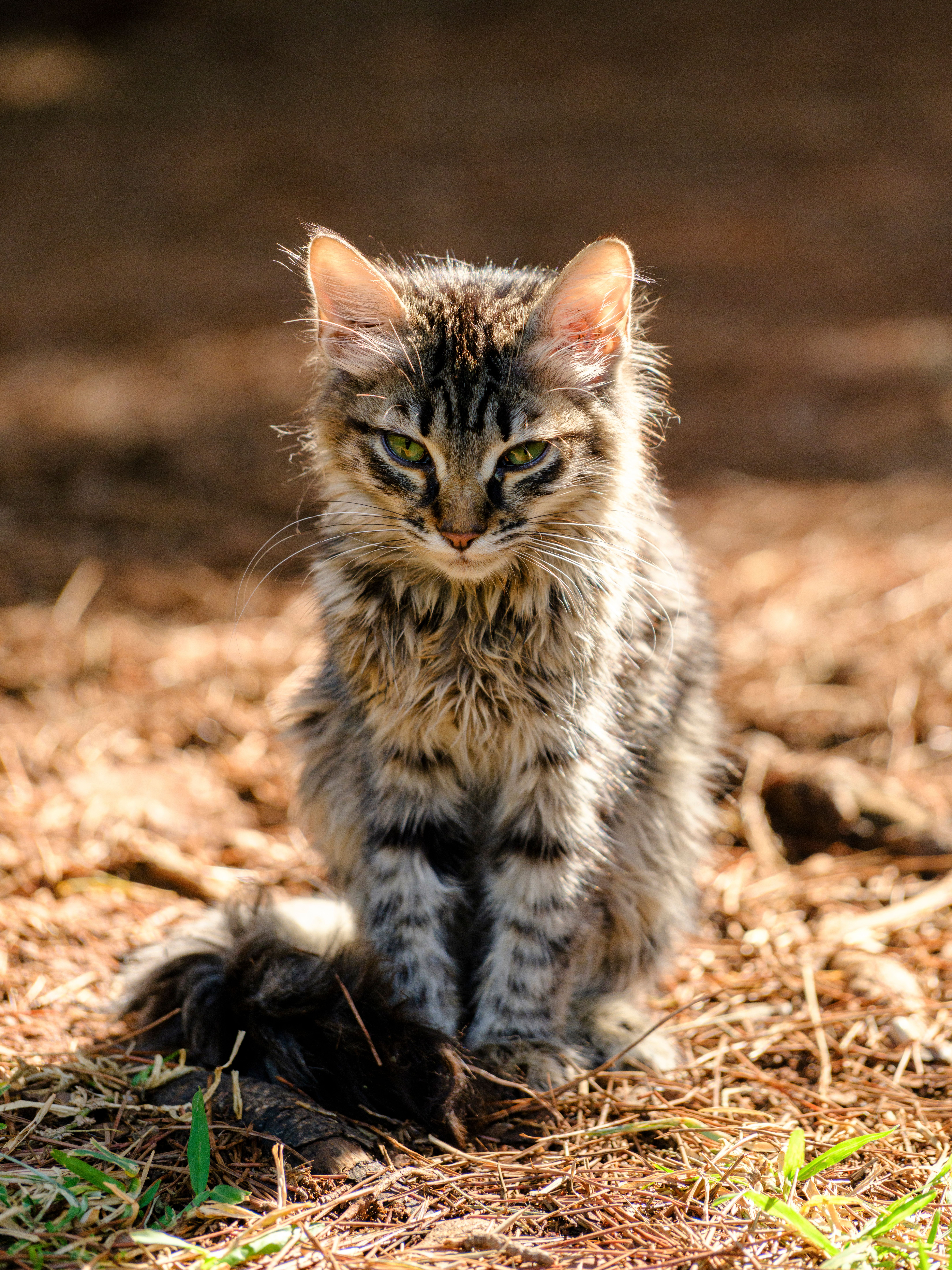 Cat Sitting on the Ground · Free Stock Photo