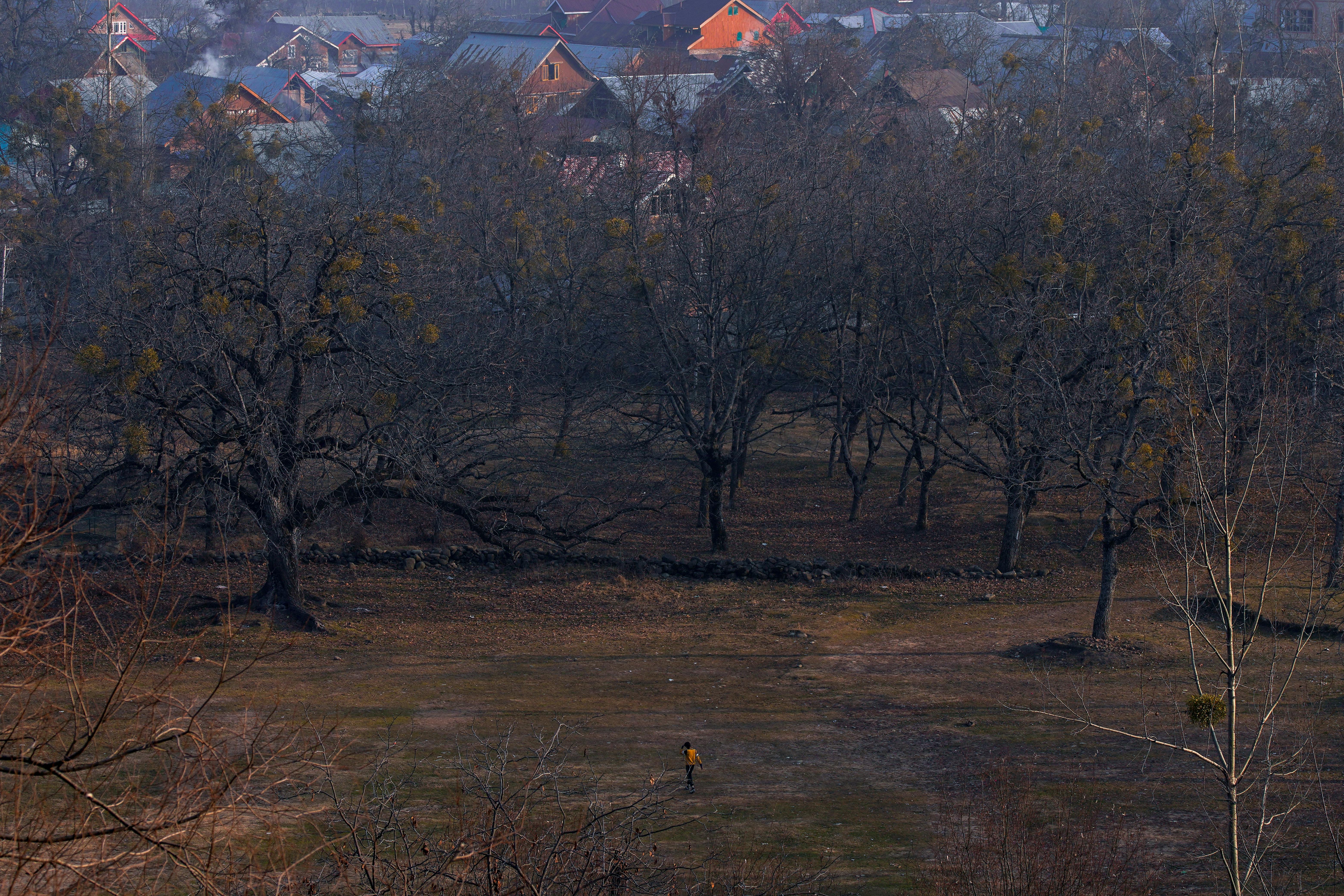 Barren Trees in Autumn · Free Stock Photo